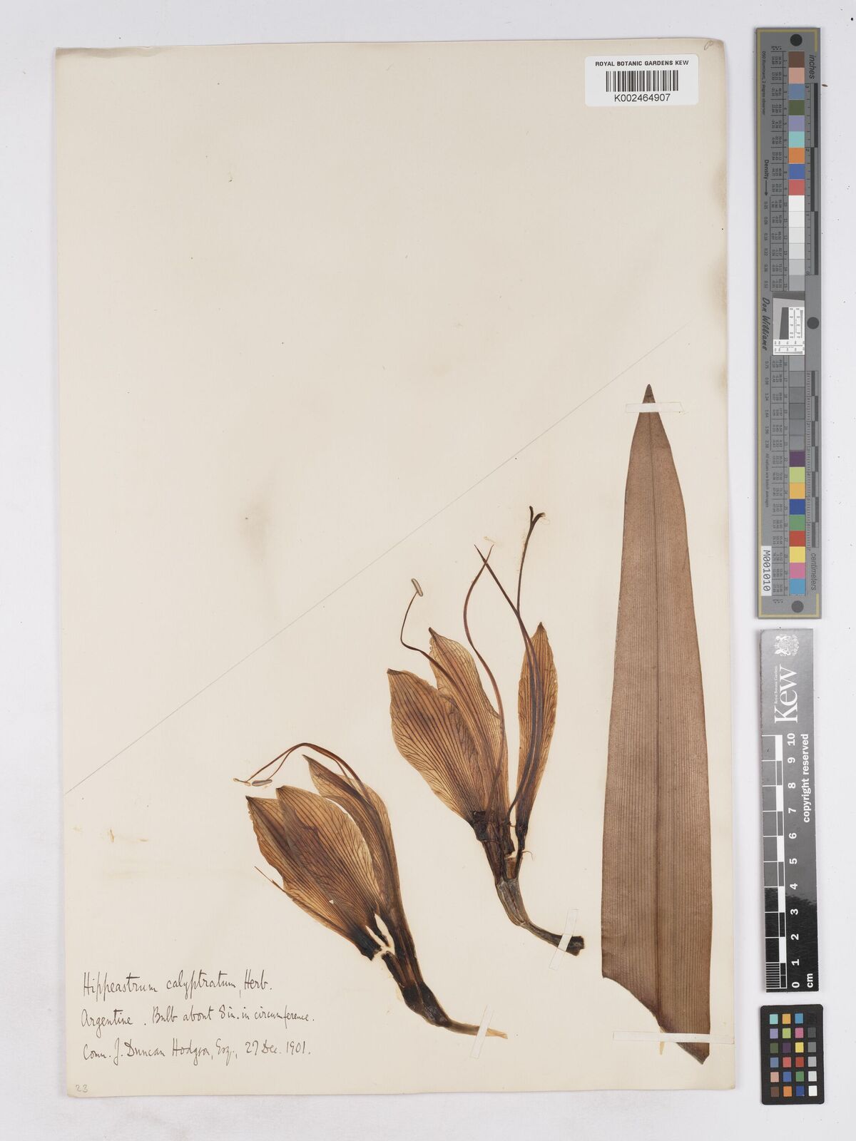 Hippeastrum calyptratum (Ker Gawl.) Herb. | Plants of the World Online ...