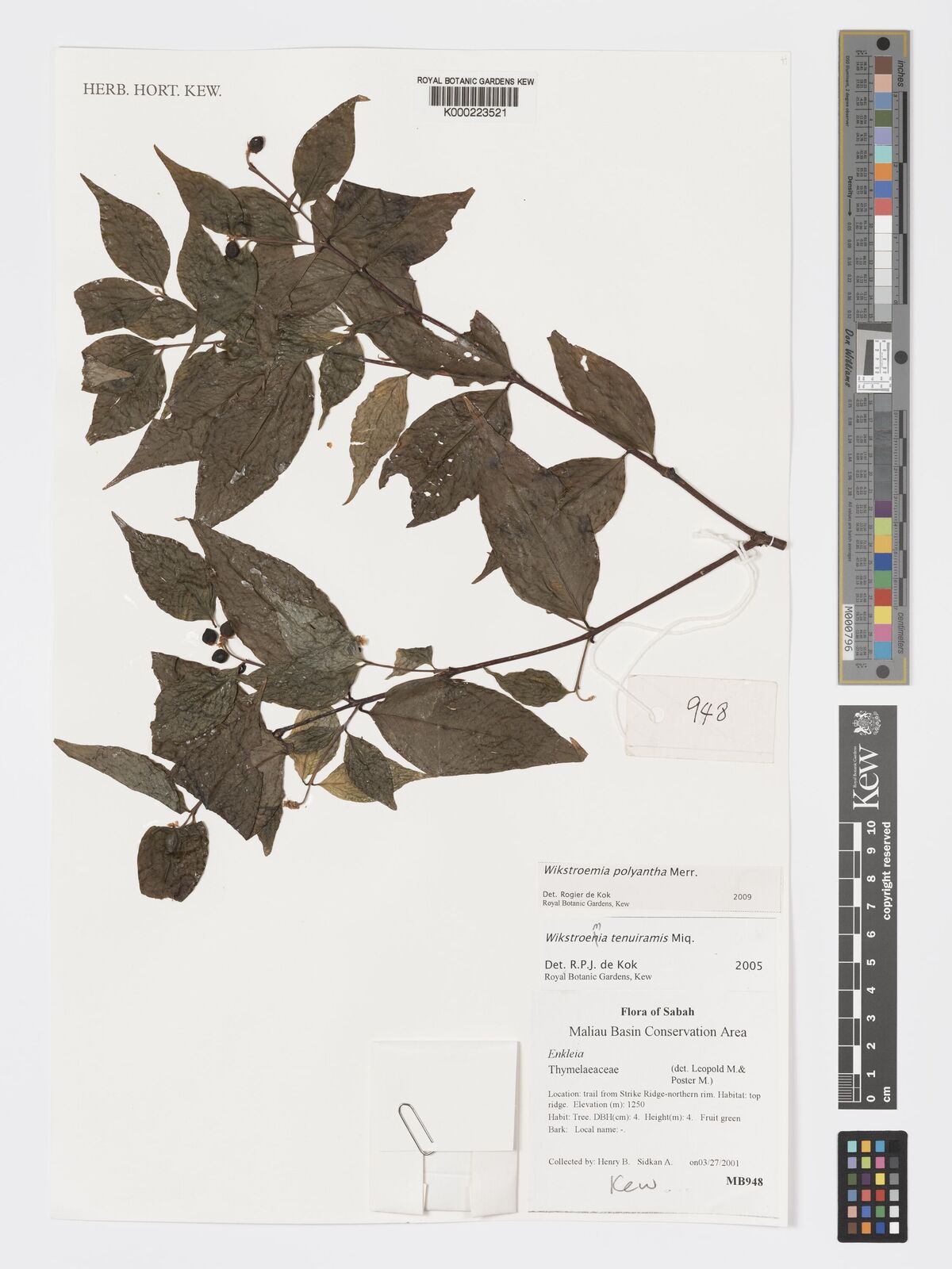 Wikstroemia polyantha Merr. | Plants of the World Online | Kew Science