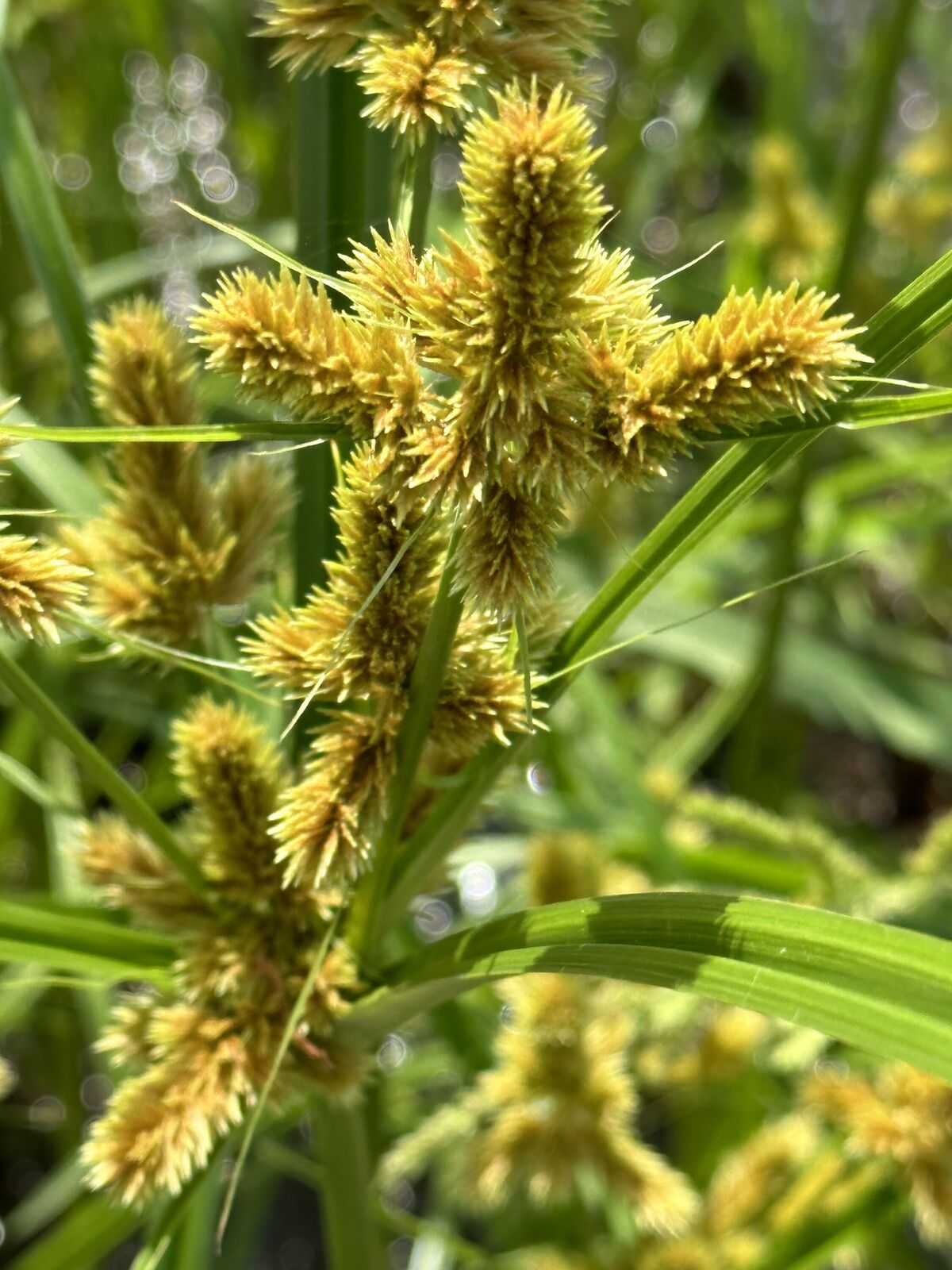 Cyperus ohwii Kük. | Plants of the World Online | Kew Science
