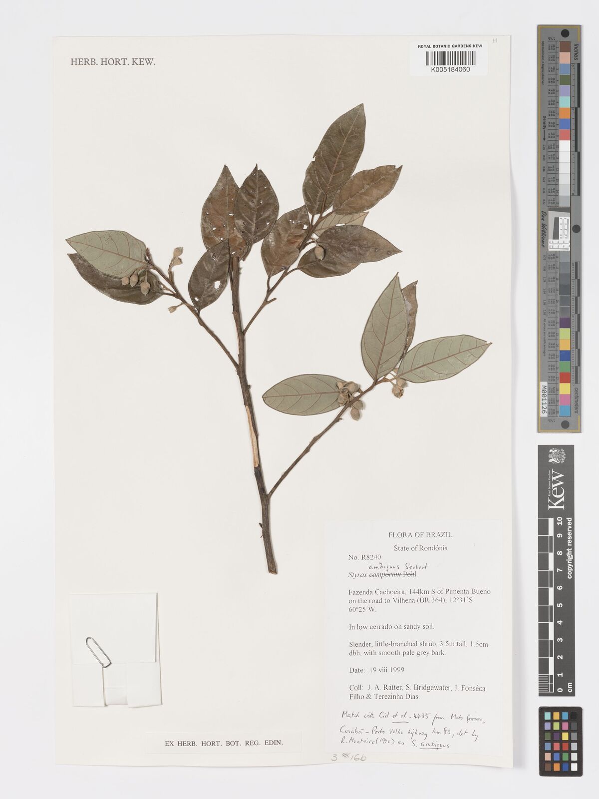 Styrax pohlii A.DC. | Plants of the World Online | Kew Science