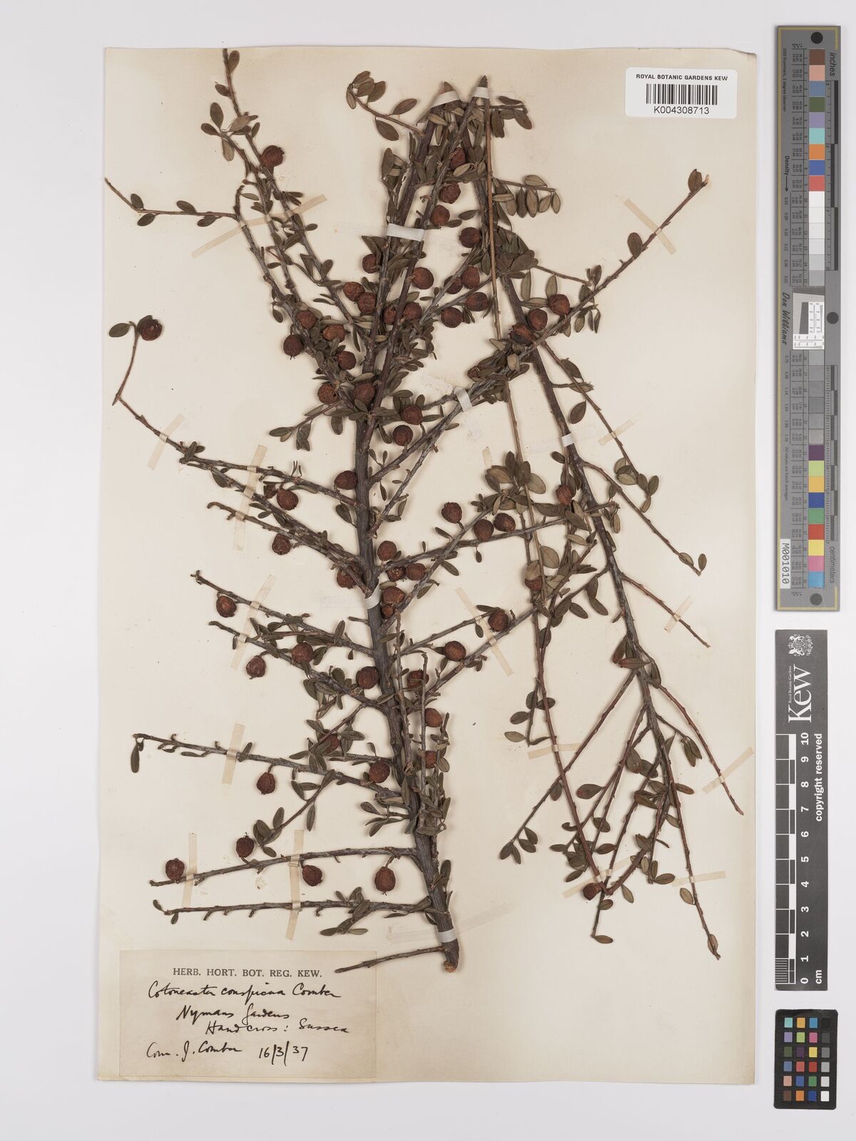 Cotoneaster integrifolius (Roxb.) G.Klotz | Plants of the World Online ...