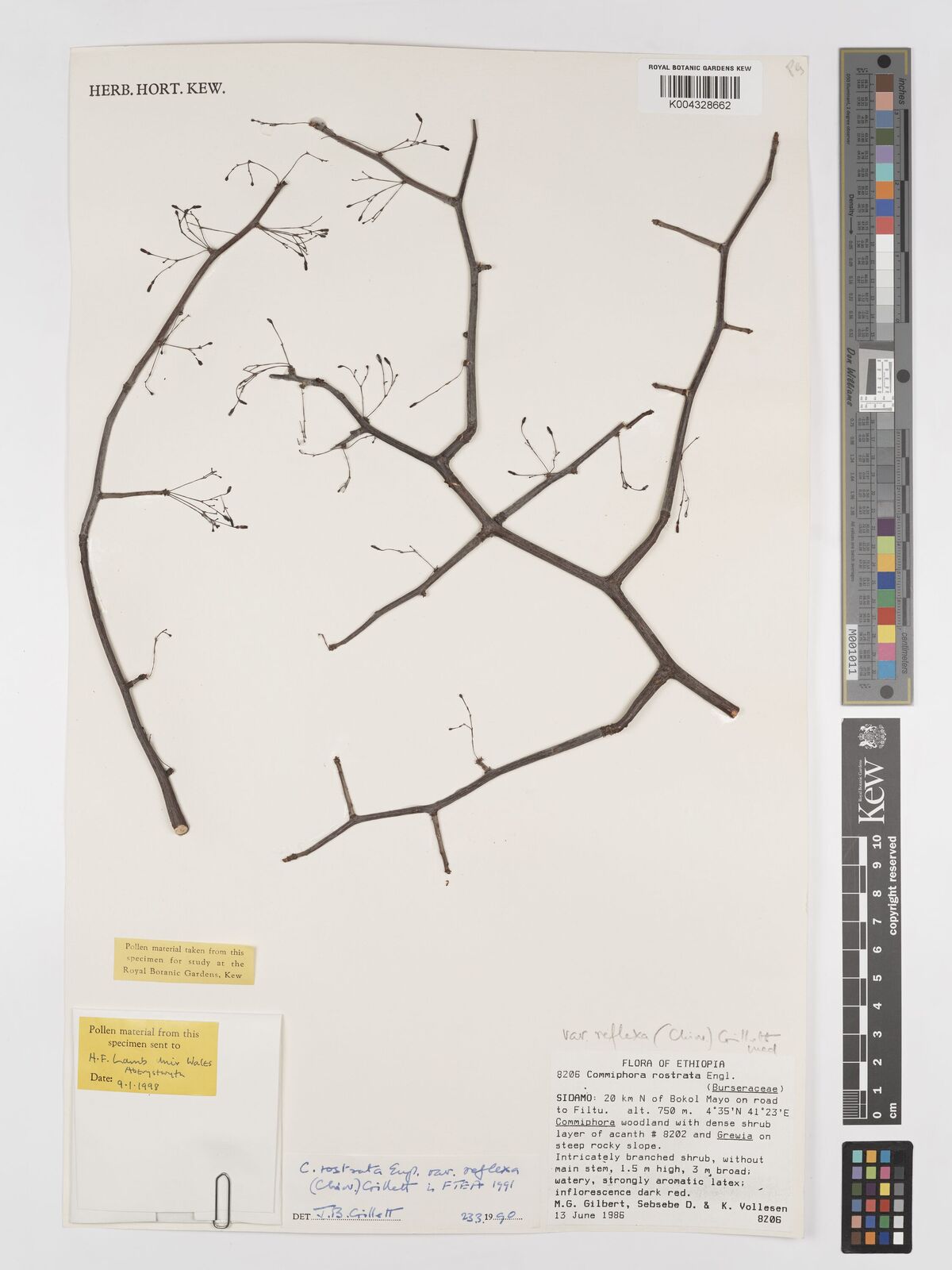 Commiphora rostrata Engl. | Plants of the World Online | Kew Science