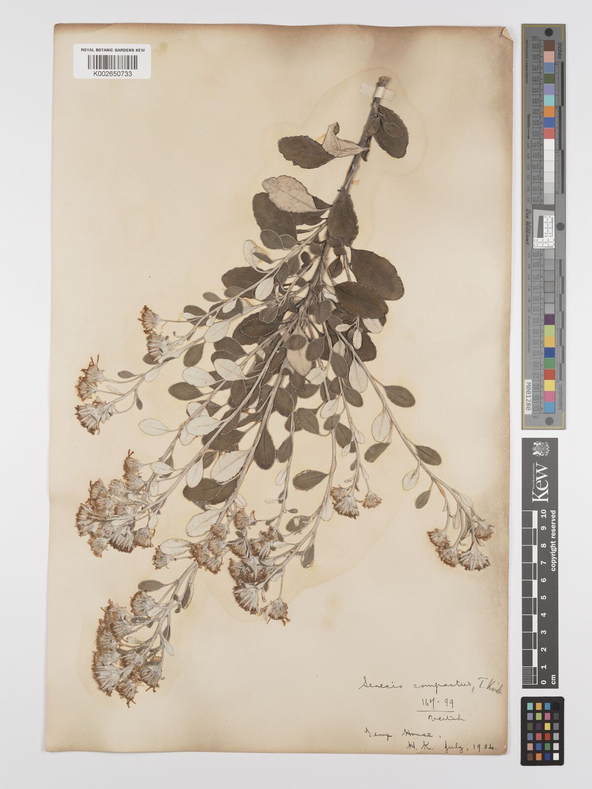 Brachyglottis compacta (Kirk) B.Nord. | Plants of the World Online ...