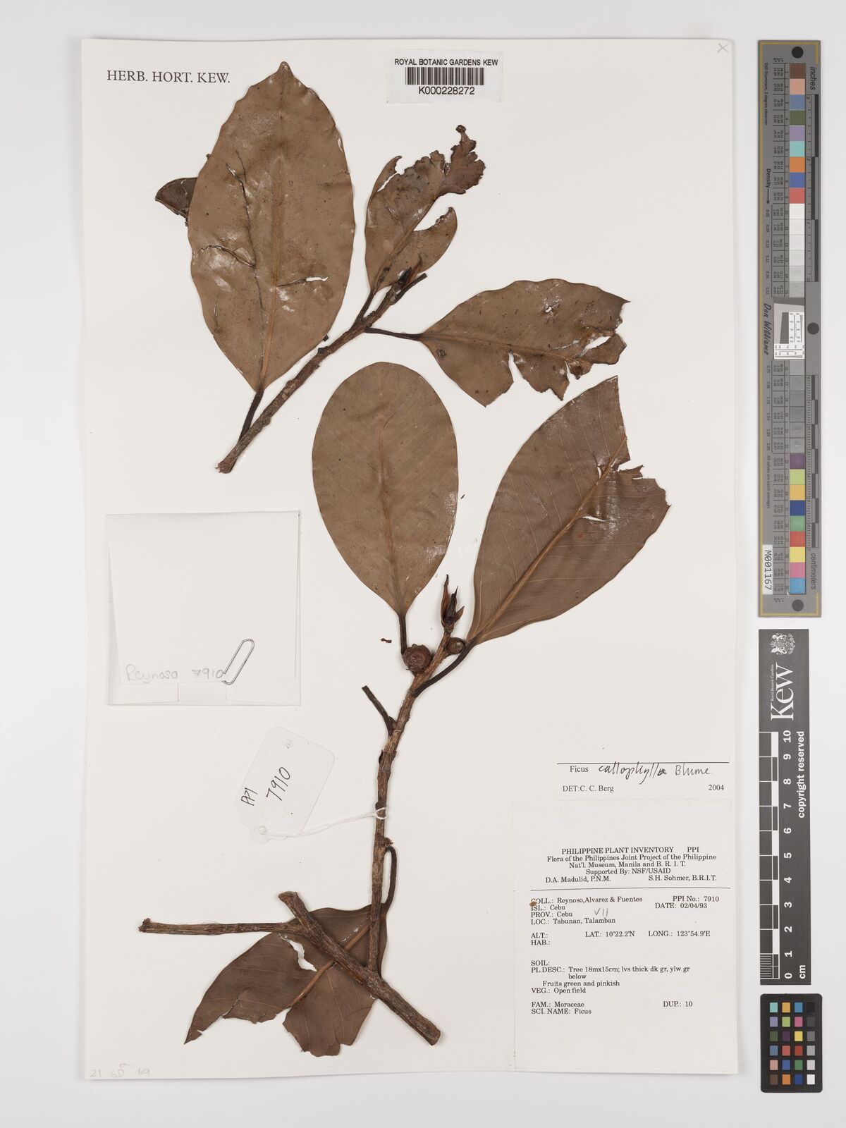 Ficus callophylla Blume | Plants of the World Online | Kew Science