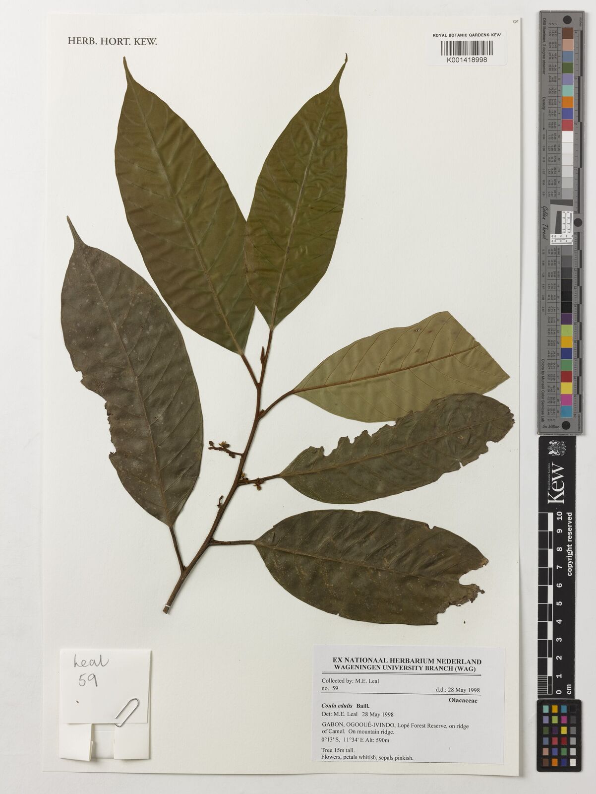 Coula Baill. | Plants of the World Online | Kew Science