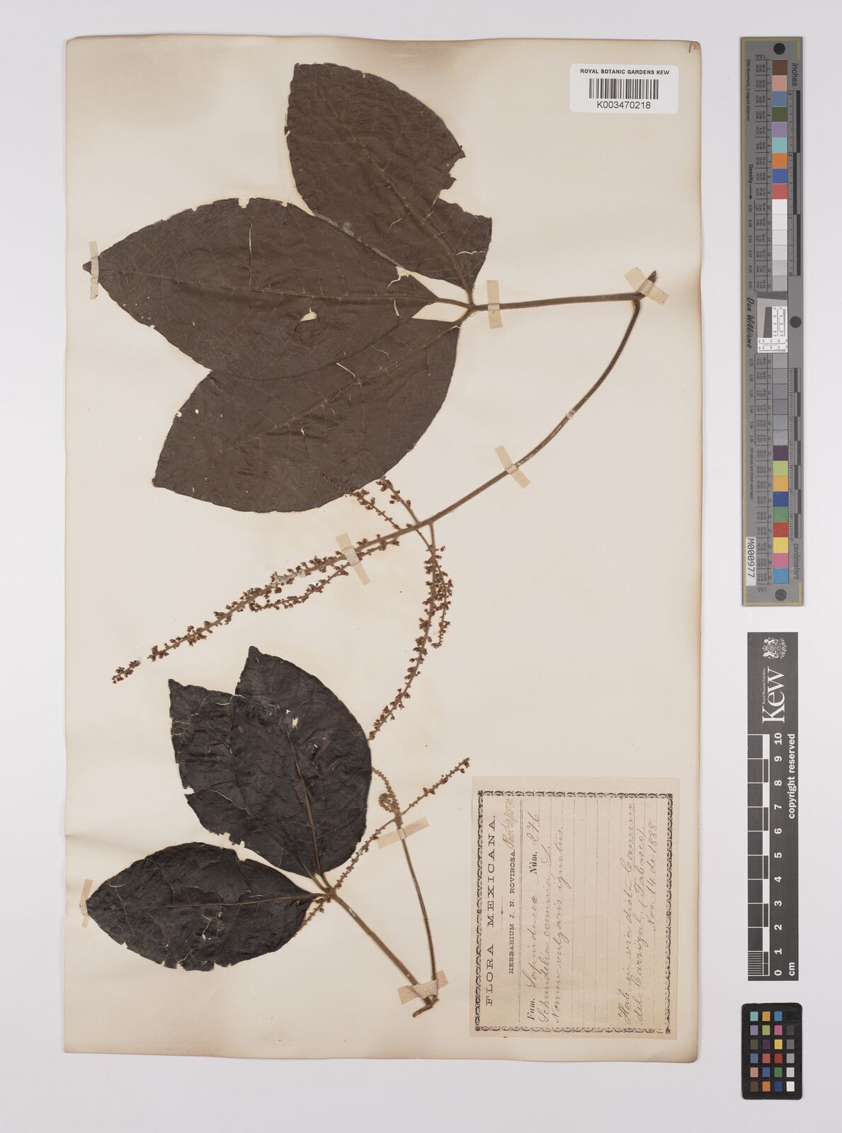 Allophylus cominia (L.) Sw. | Plants of the World Online | Kew Science