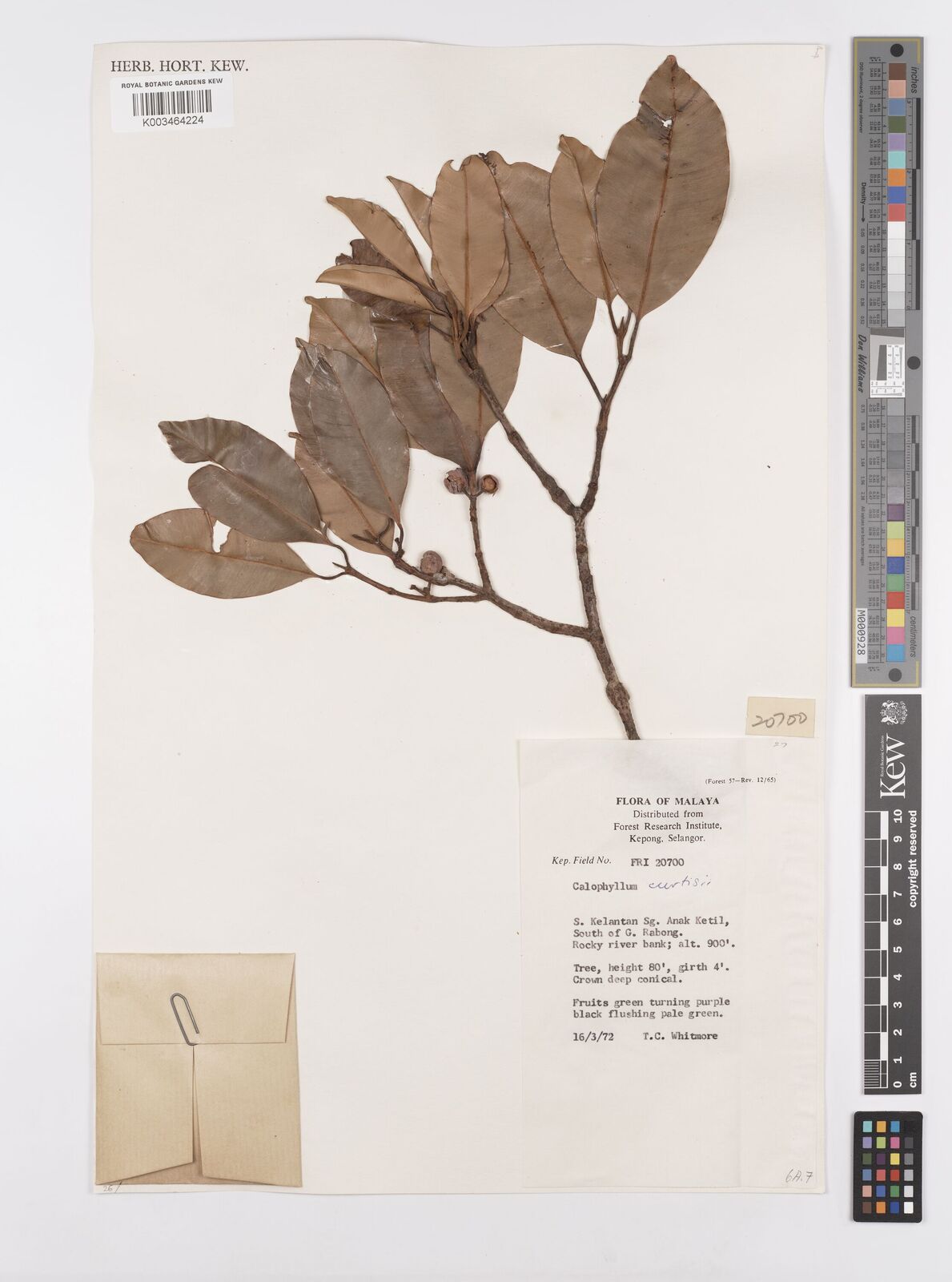 Calophyllum calaba var. bracteatum (Wight) P.F.Stevens | Plants of the ...