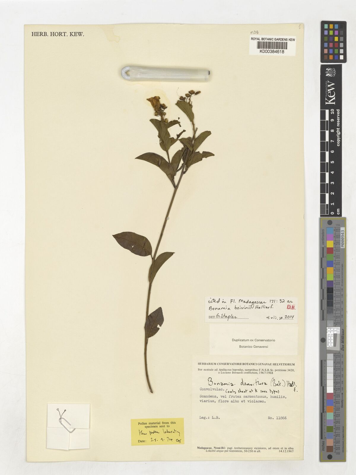 Bonamia densiflora (Baker) Hallier f. | Plants of the World Online ...