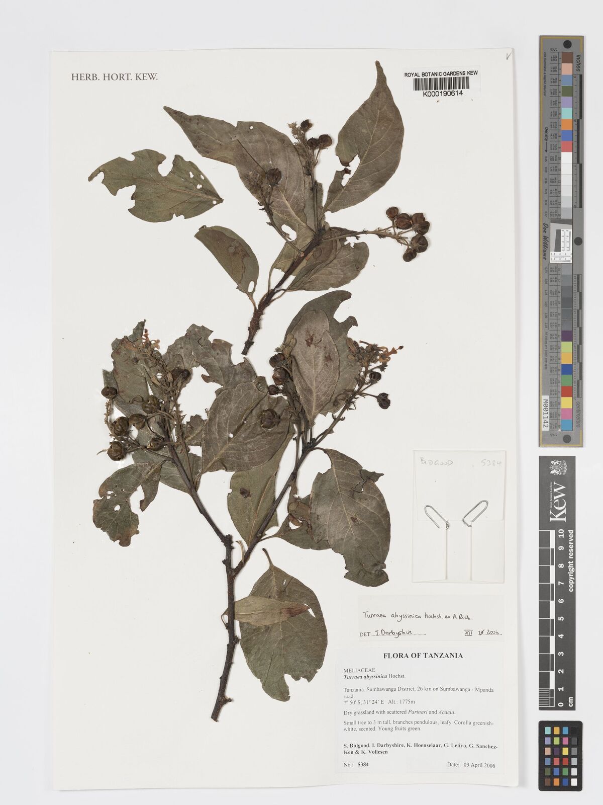 Turraea abyssinica Hochst. | Plants of the World Online | Kew Science