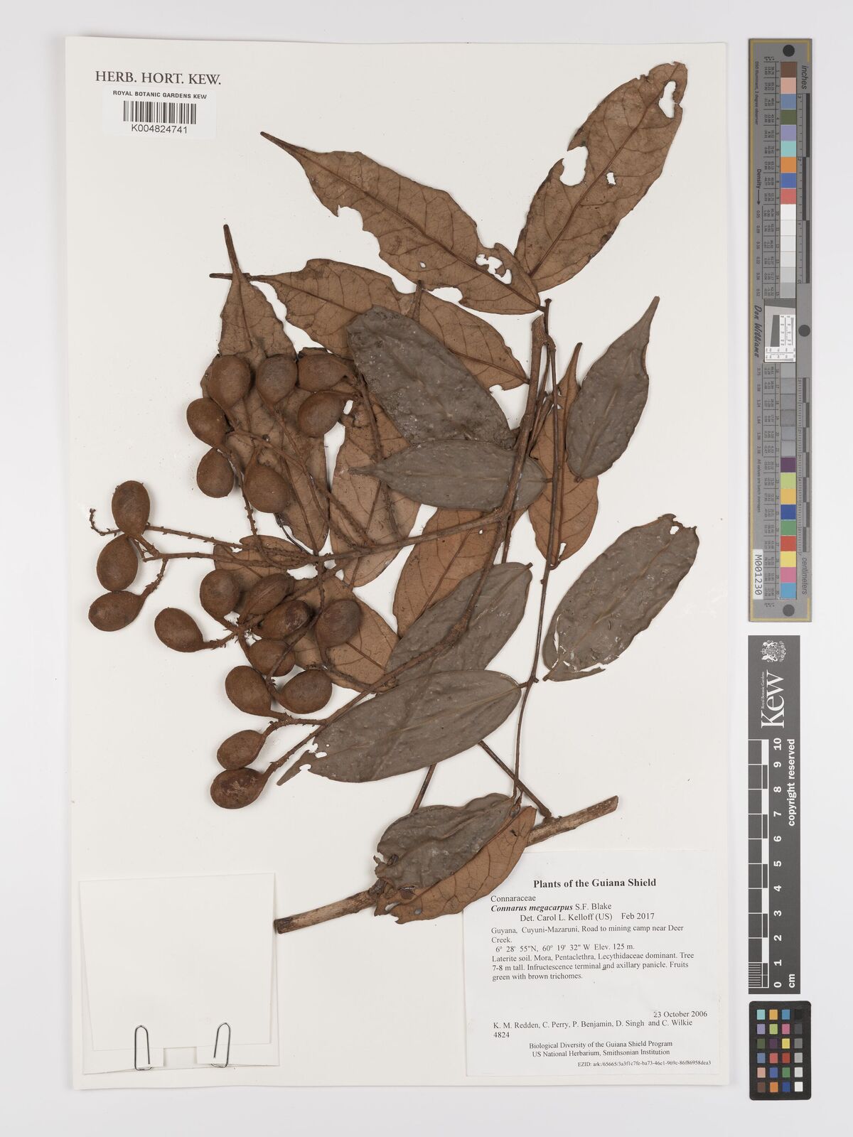 Connarus megacarpus S.F.Blake | Plants of the World Online | Kew Science