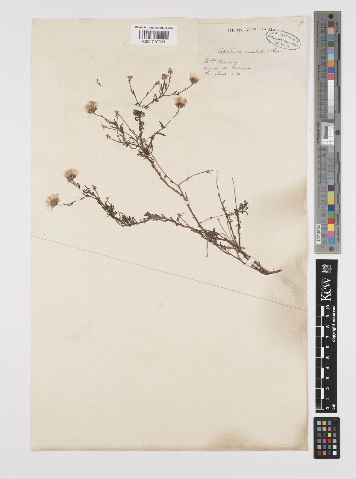 Vittadinia A.Rich. | Plants of the World Online | Kew Science