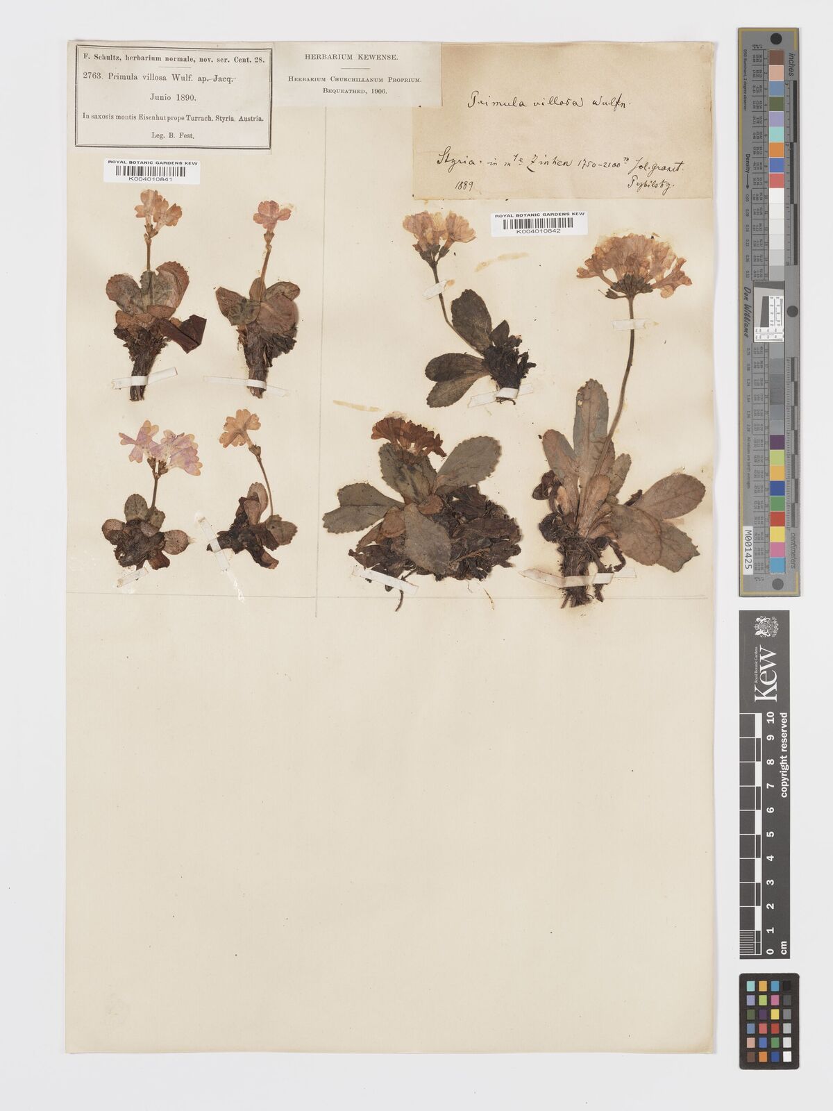 Primula villosa Wulfen | Plants of the World Online | Kew Science