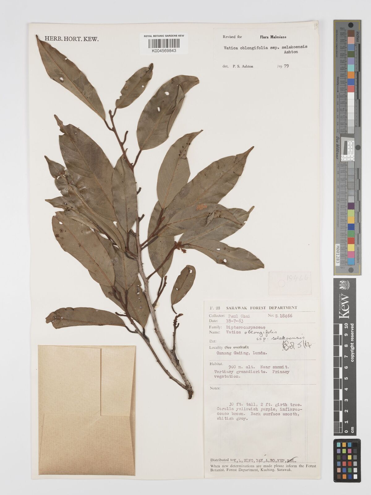 Vatica oblongifolia subsp. selakoensis P.S.Ashton | Plants of the World ...