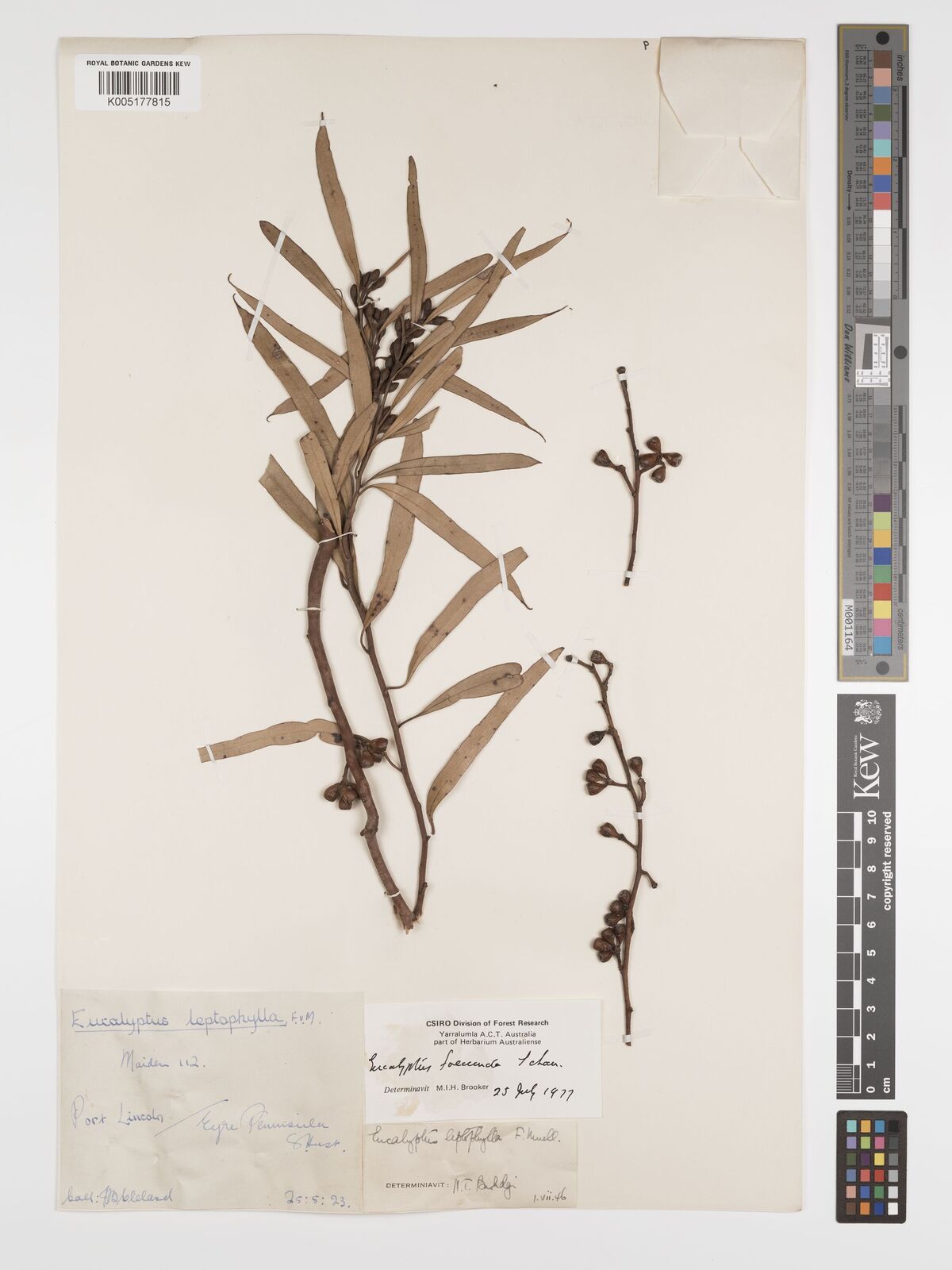 Eucalyptus leptophylla F.Muell. ex Miq. | Plants of the World Online ...