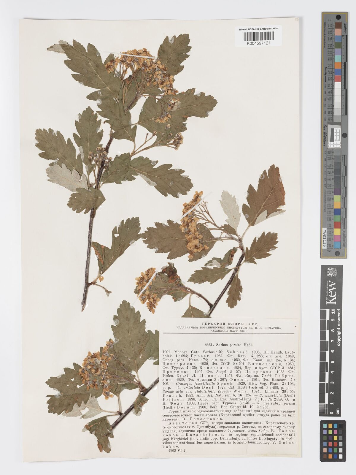 Hedlundia persica (Hedl.) Mezhenskyj | Plants of the World Online | Kew ...