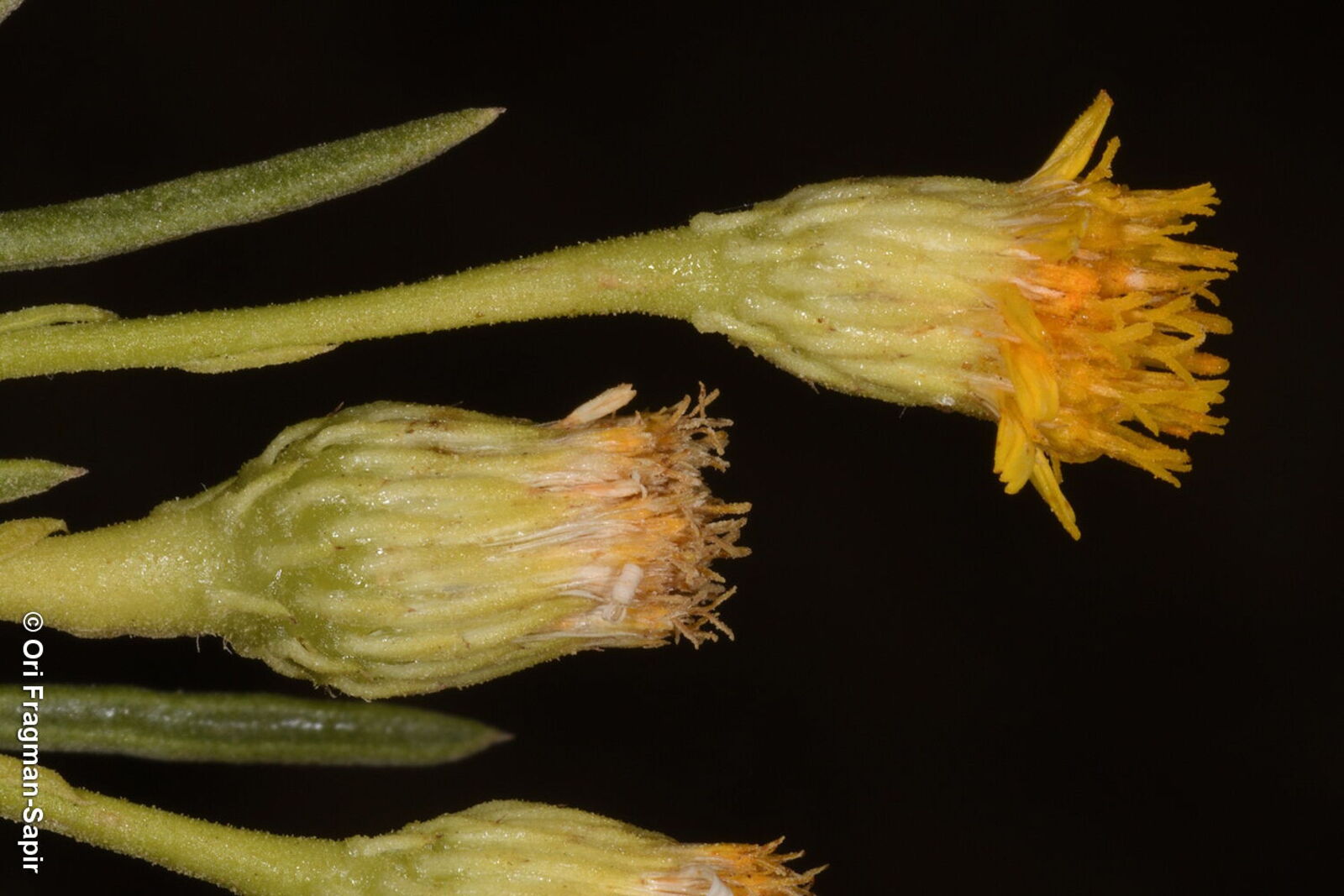 Pulicaria glutinosa (Boiss.) Jaub. & Spach | Plants of the World Online ...