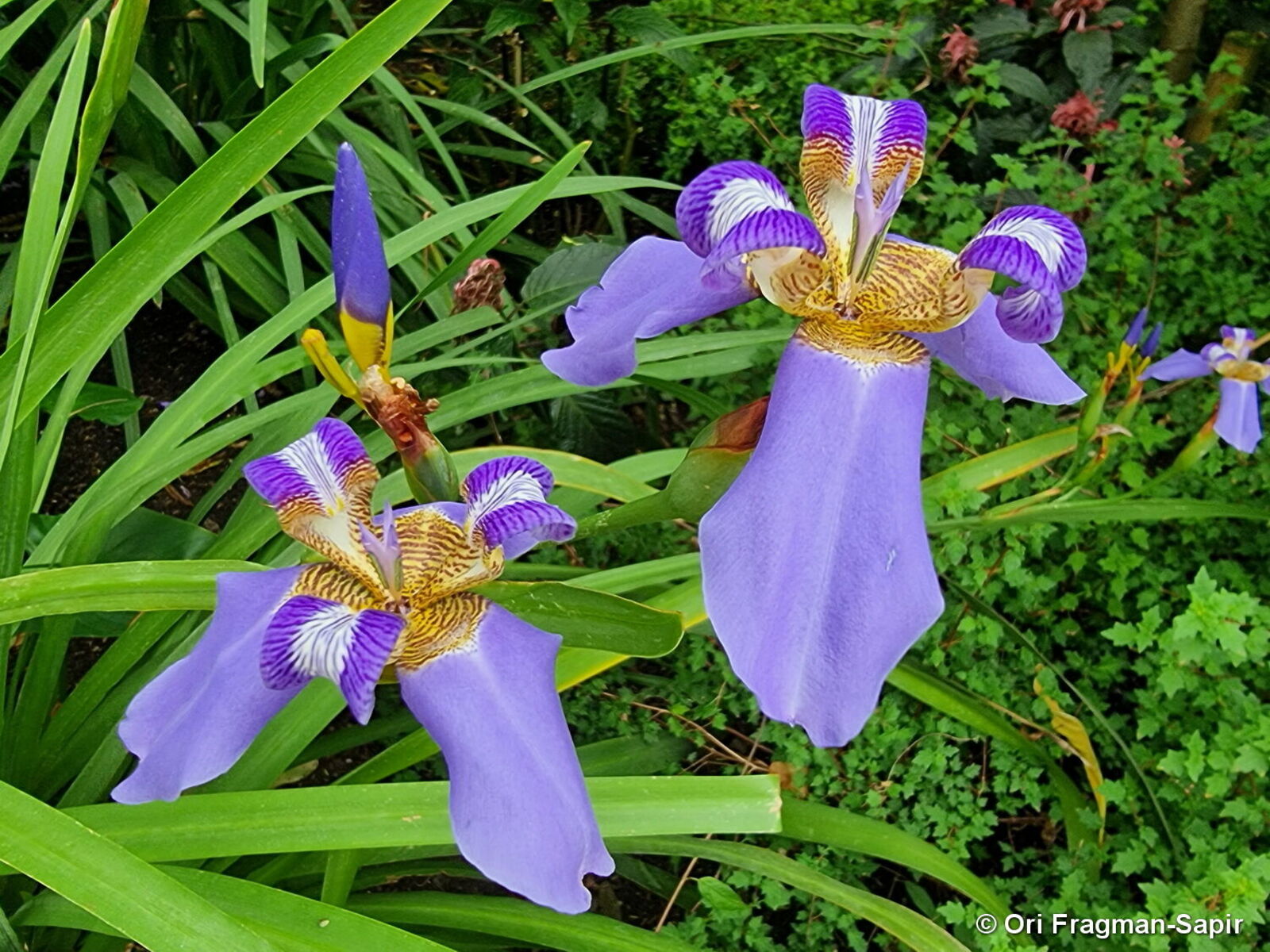 Trimezia coerulea (G.Lodd.) Ravenna | Plants of the World Online | Kew ...