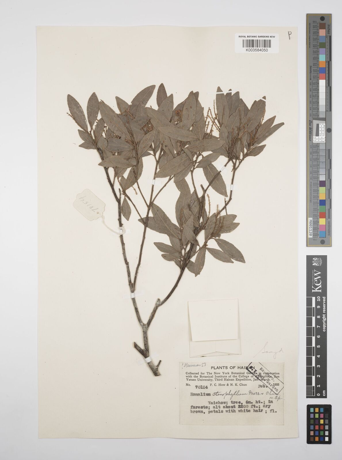 Homalium stenophyllum Merr. & Chun | Plants of the World Online | Kew ...