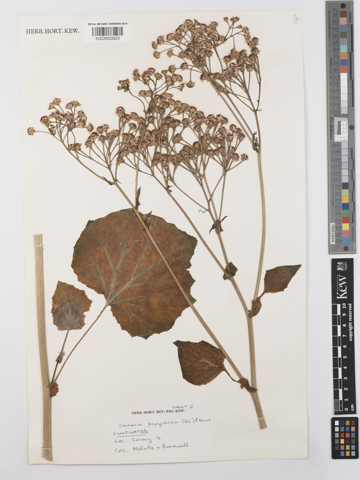 Pericallis papyracea (DC.) B.Nord. | Plants of the World Online | Kew ...