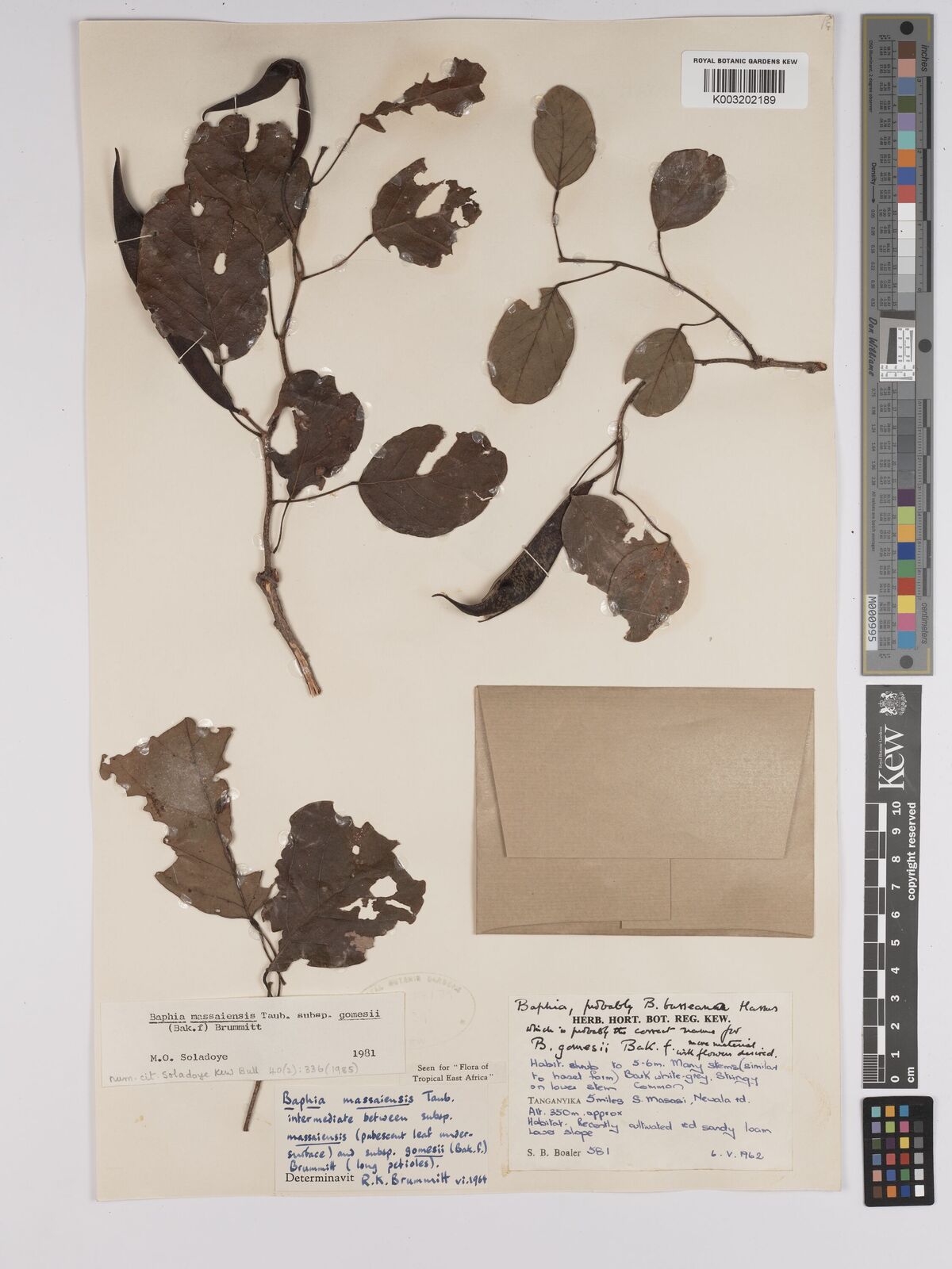 Baphia massaiensis subsp. gomesii (Baker f.) Brummitt | Plants of the ...