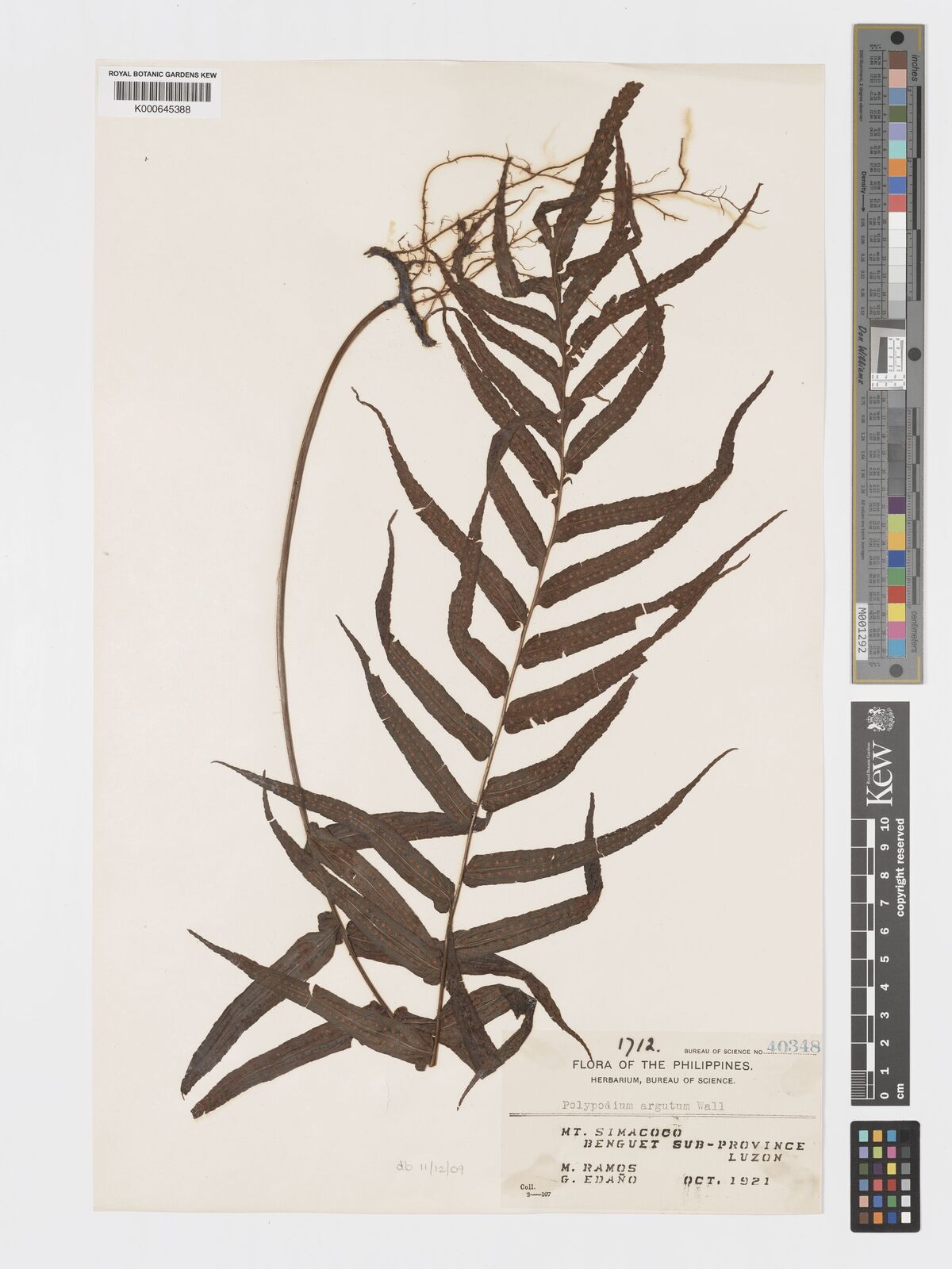 Goniophlebium argutum (Wall. ex Hook.) Bedd. | Plants of the World ...