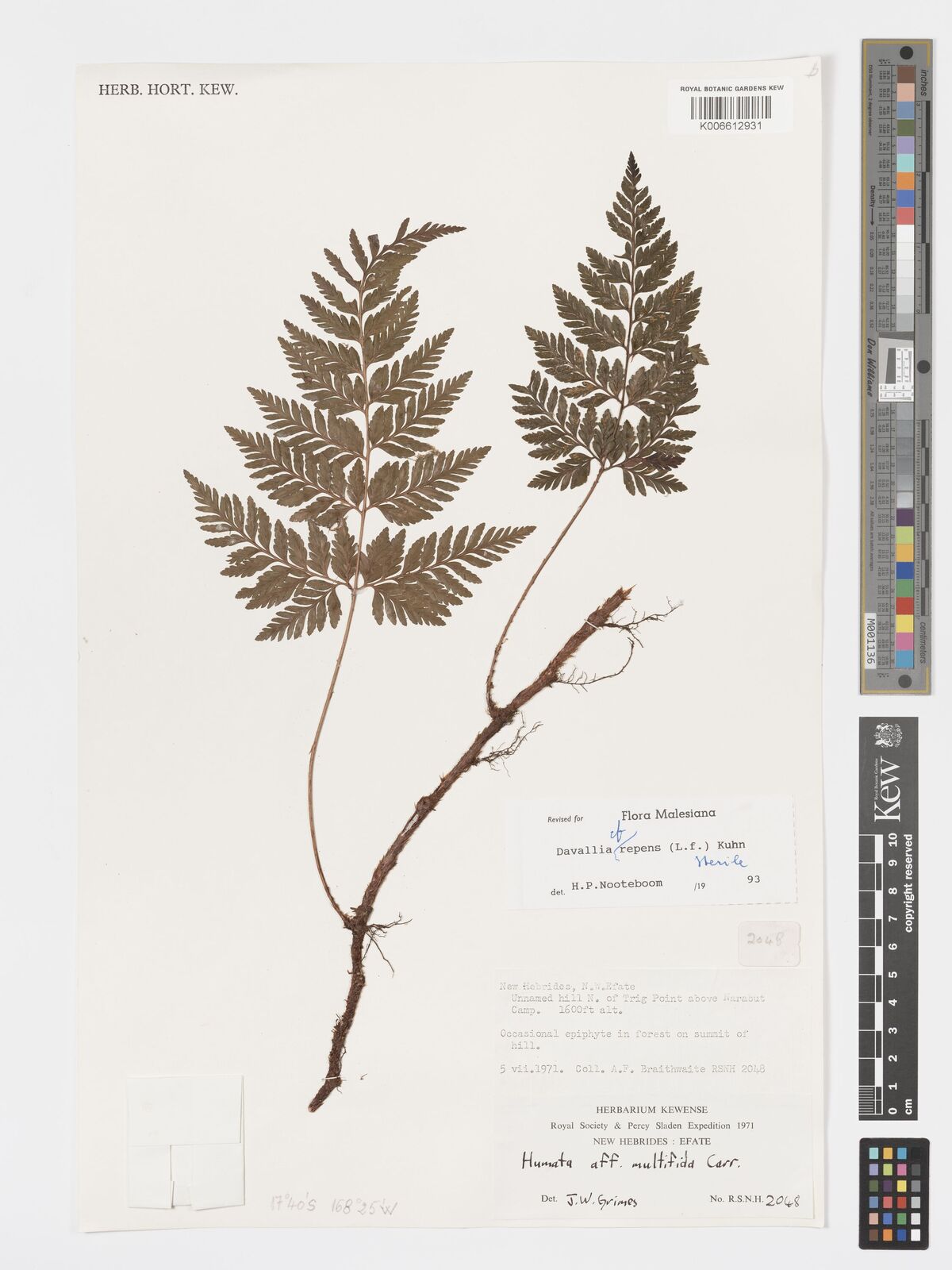 Davallia repens (L.f.) Kuhn | Plants of the World Online | Kew Science