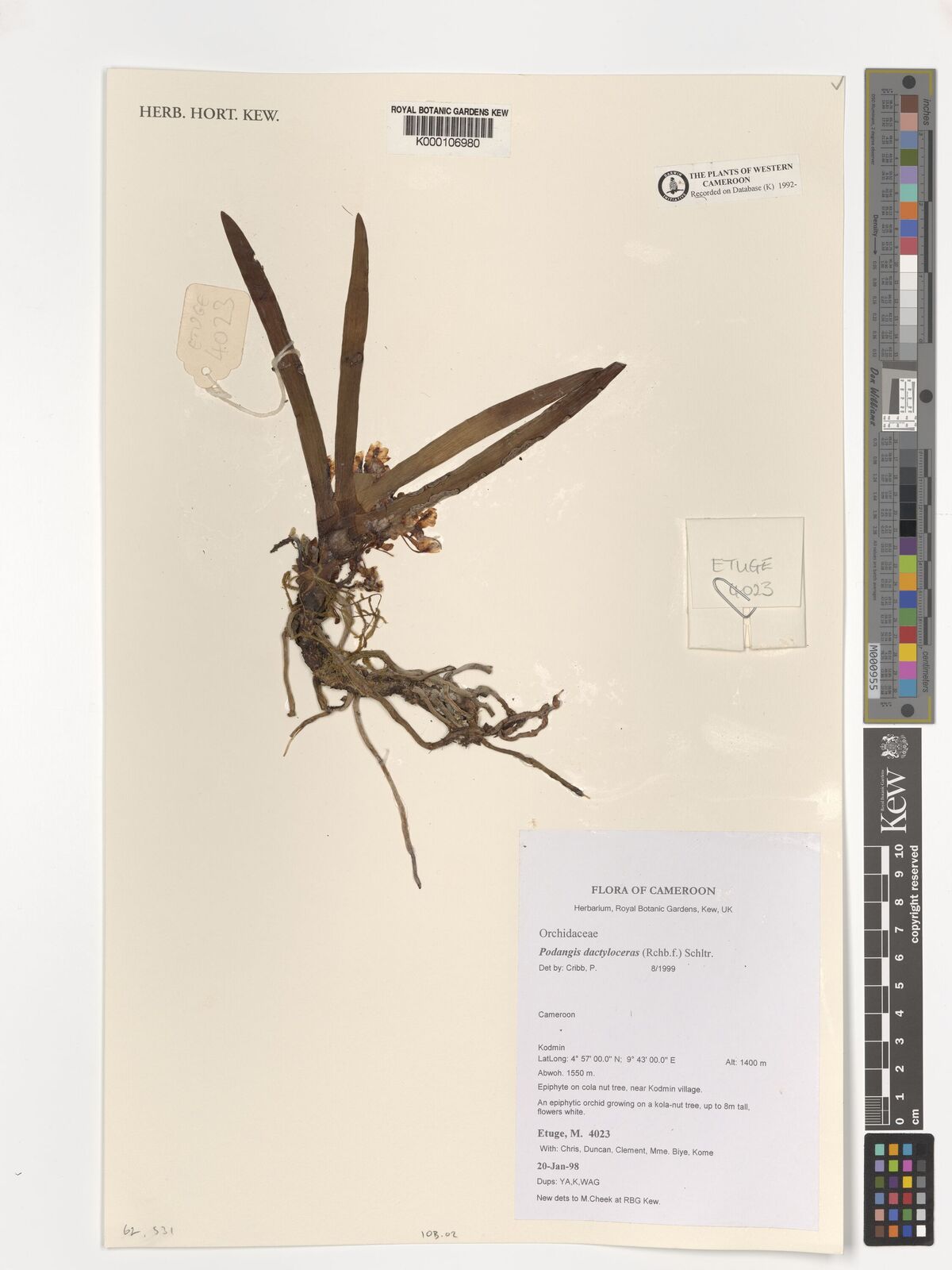 Podangis dactyloceras (Rchb.f.) Schltr. | Plants of the World Online ...