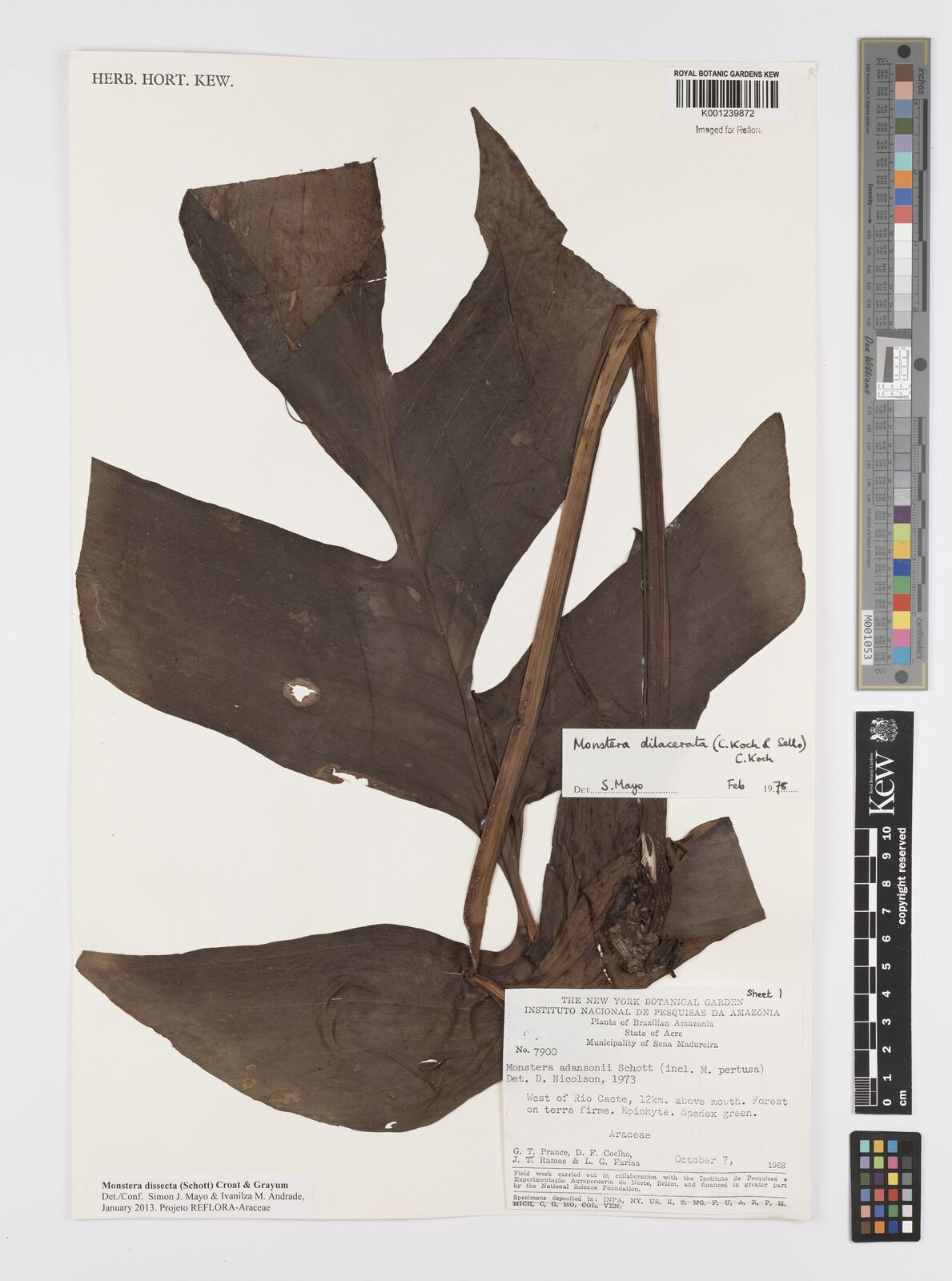 Monstera dissecta (Schott) Croat & Grayum | Plants of the World Online ...