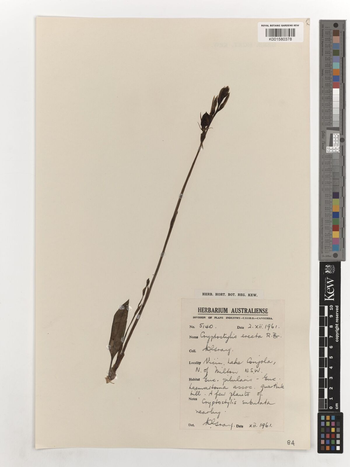 Cryptostylis erecta R.Br. | Plants of the World Online | Kew Science