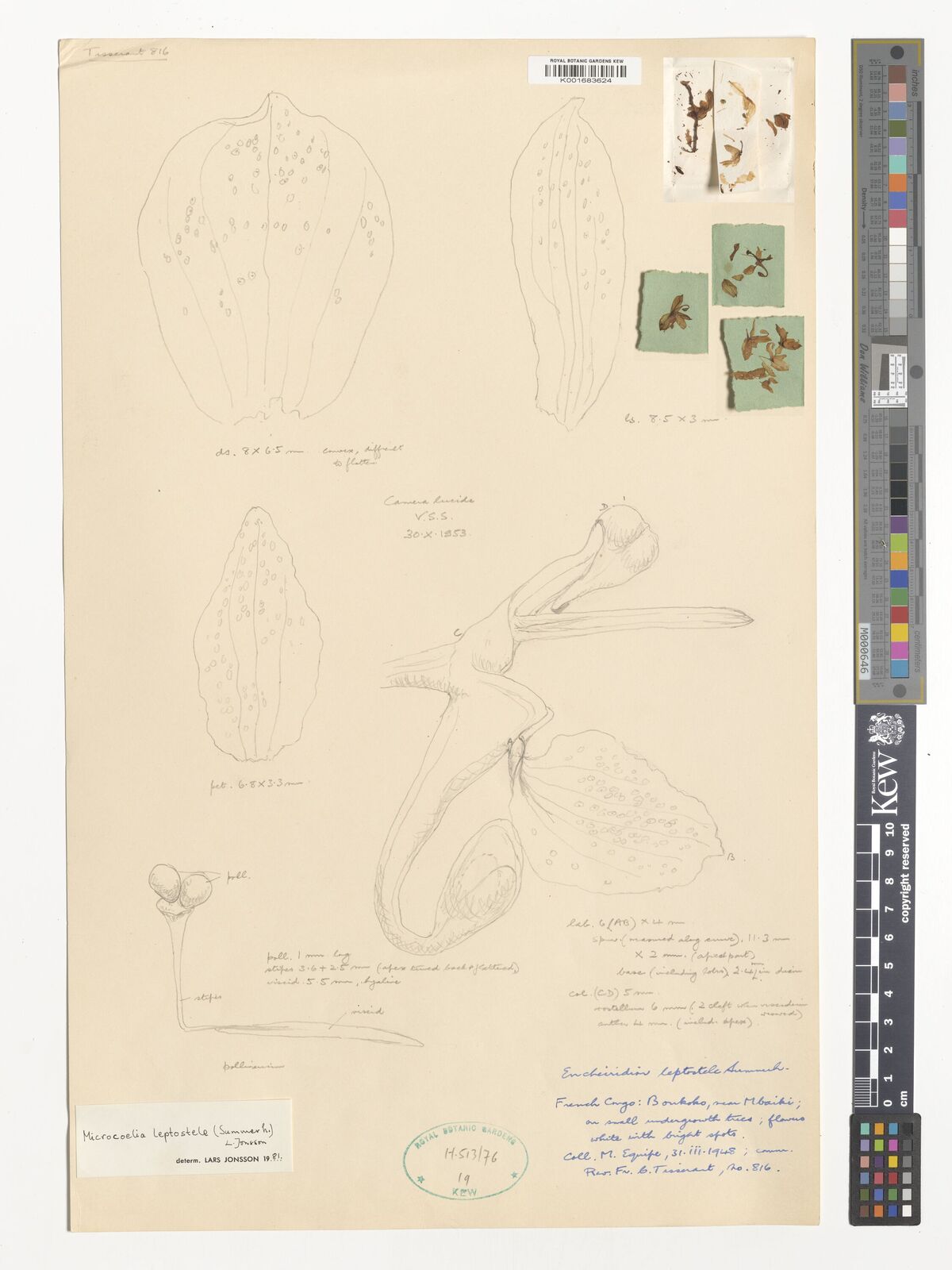 Microcoelia leptostele (Summerh.) L.Jonss. | Plants of the World Online ...