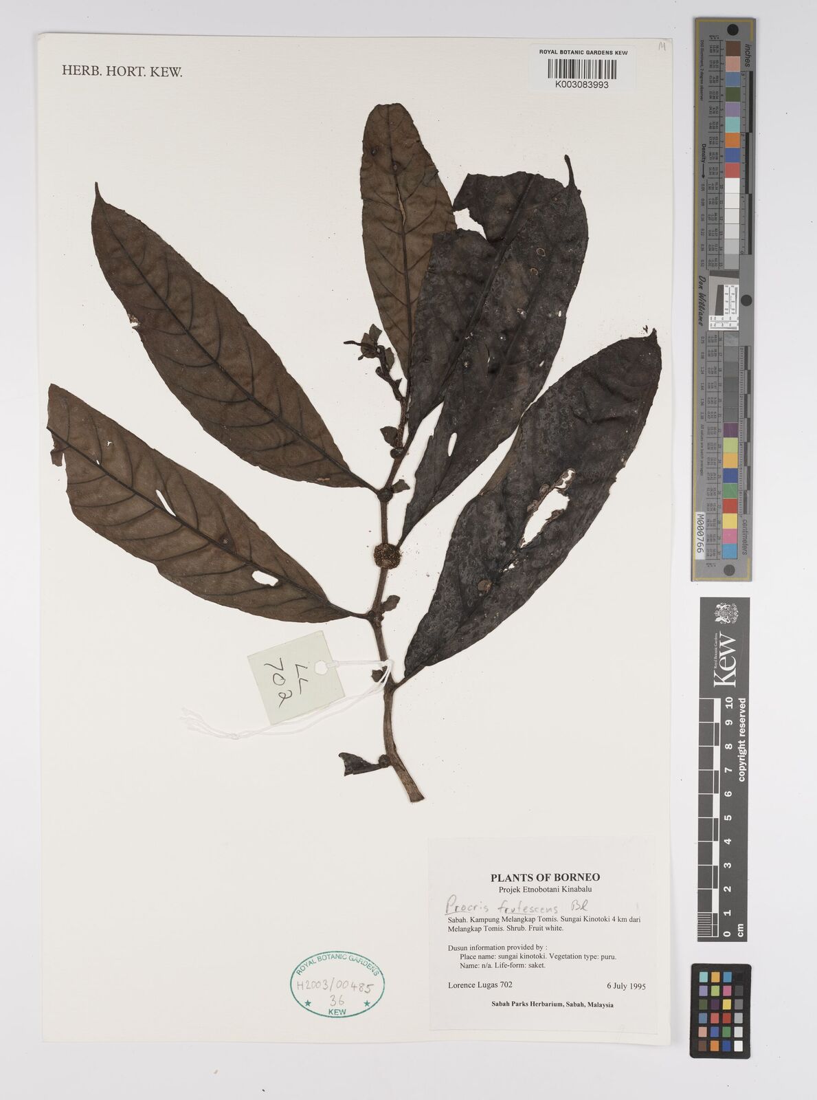 Procris frutescens var. frutescens | Plants of the World Online | Kew ...