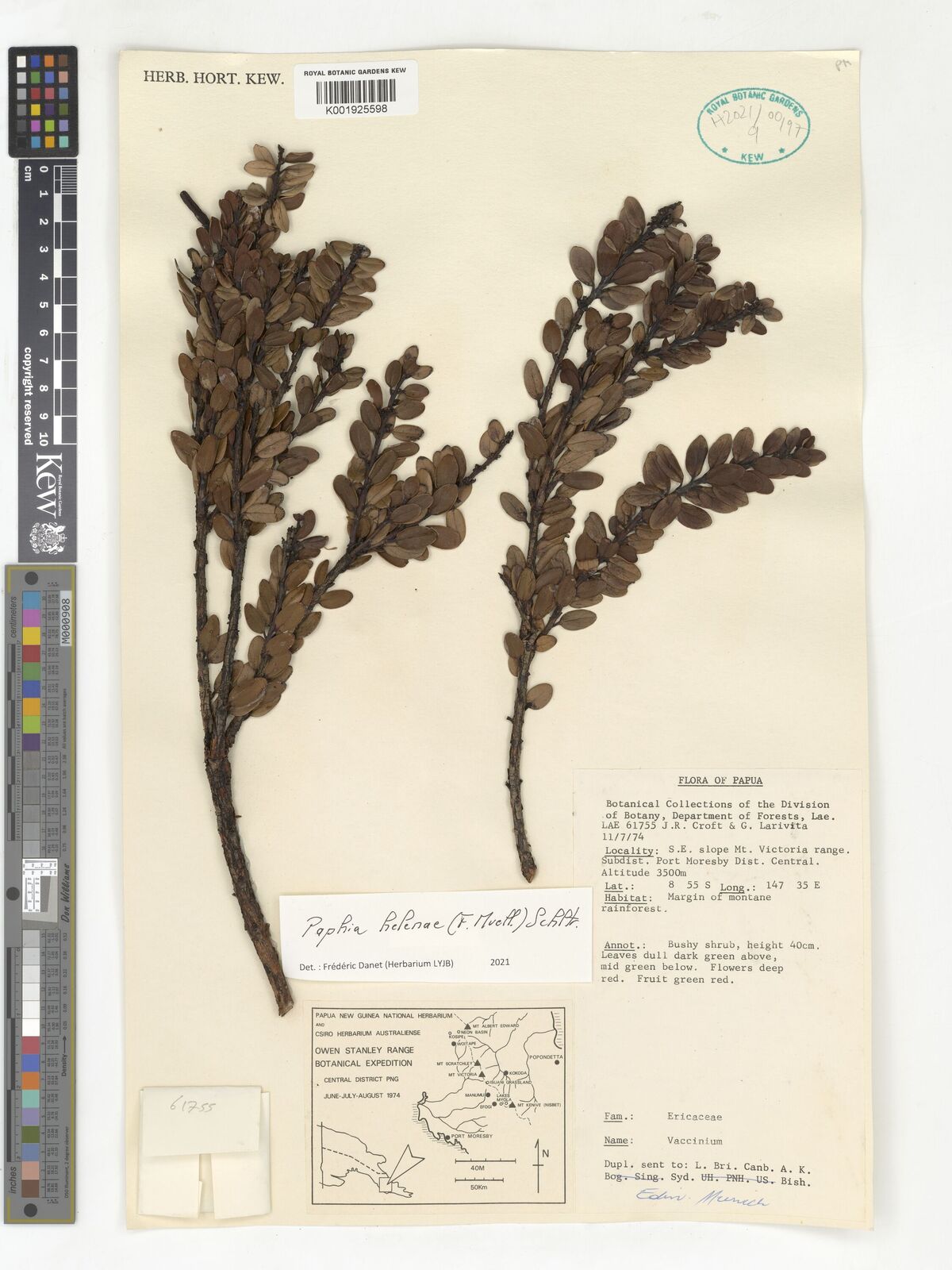 Paphia Seem. | Plants of the World Online | Kew Science