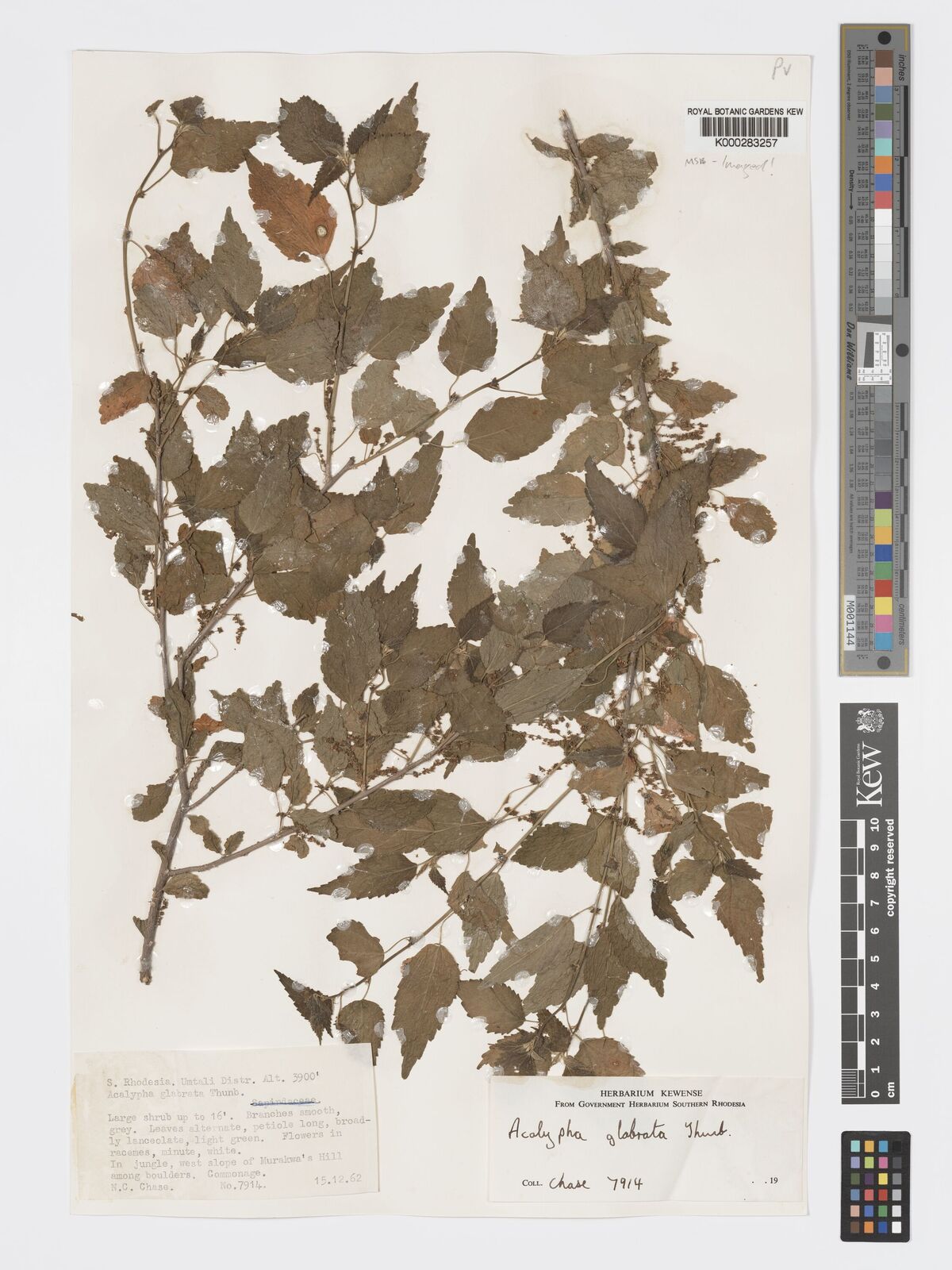 Acalypha glabrata f. glabrata | Plants of the World Online | Kew Science