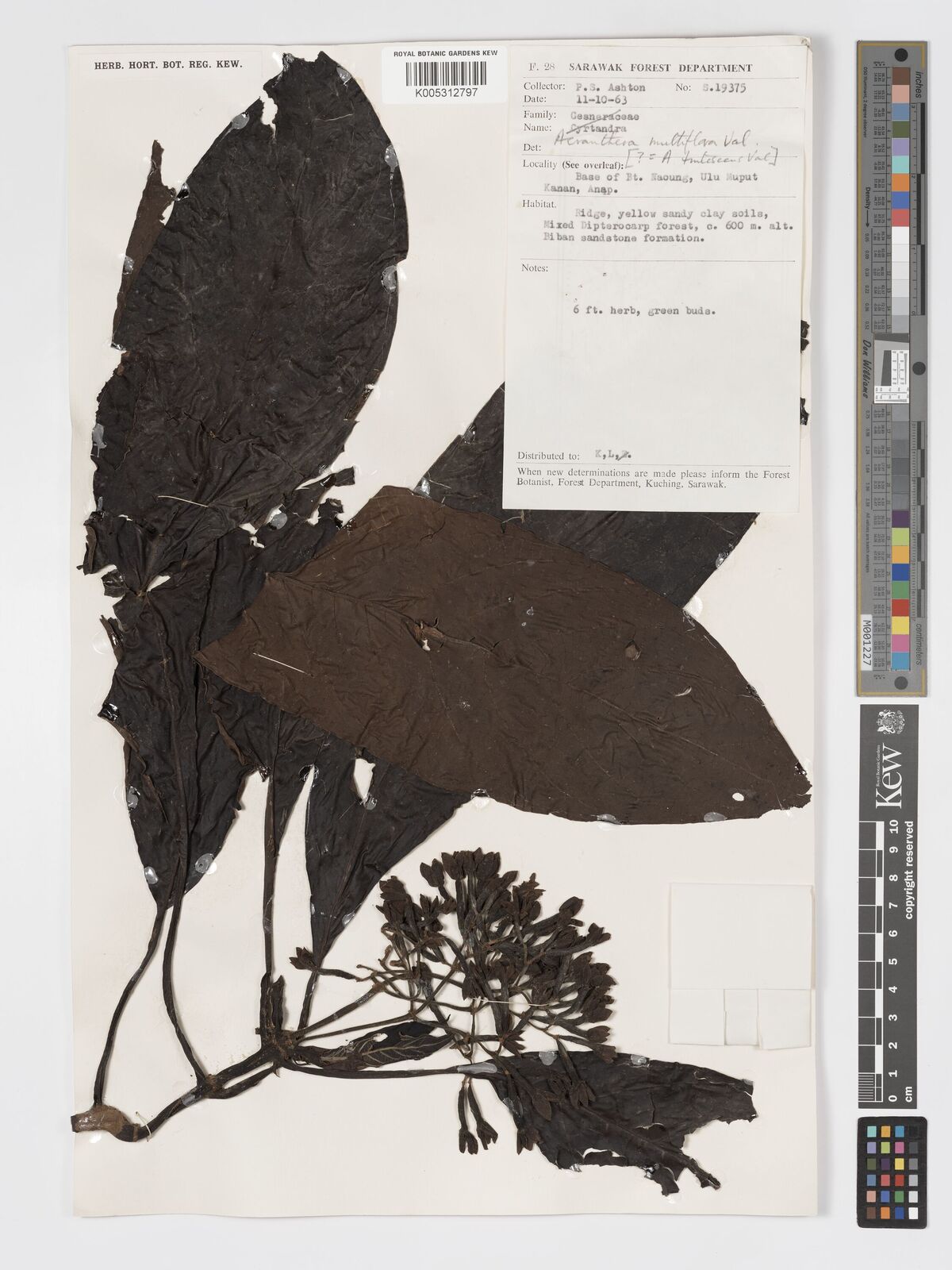 Acranthera frutescens Valeton | Plants of the World Online | Kew Science