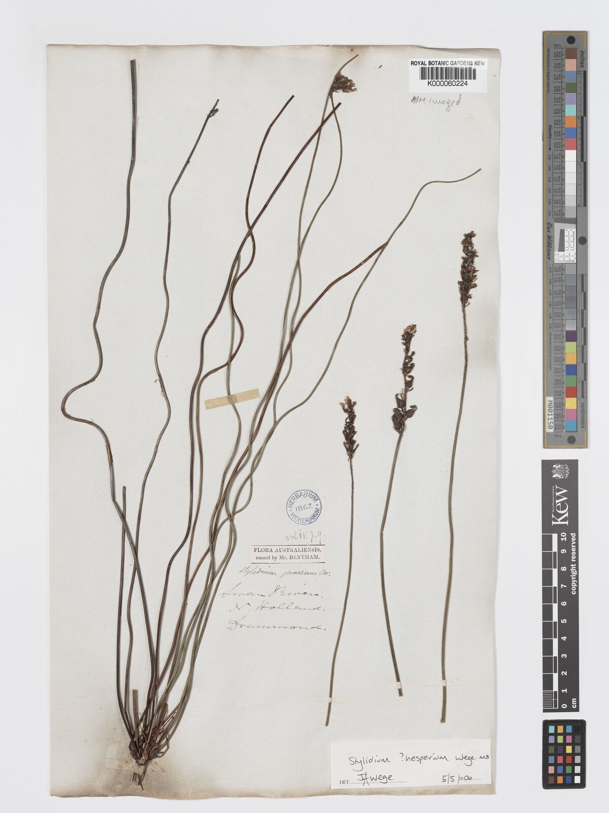 Stylidium hesperium Wege | Plants of the World Online | Kew Science