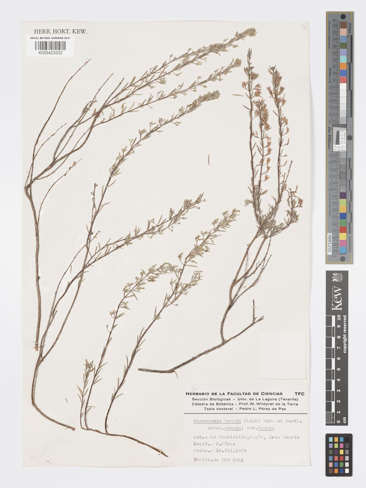 Micromeria tenuis subsp. tenuis | Plants of the World Online | Kew Science