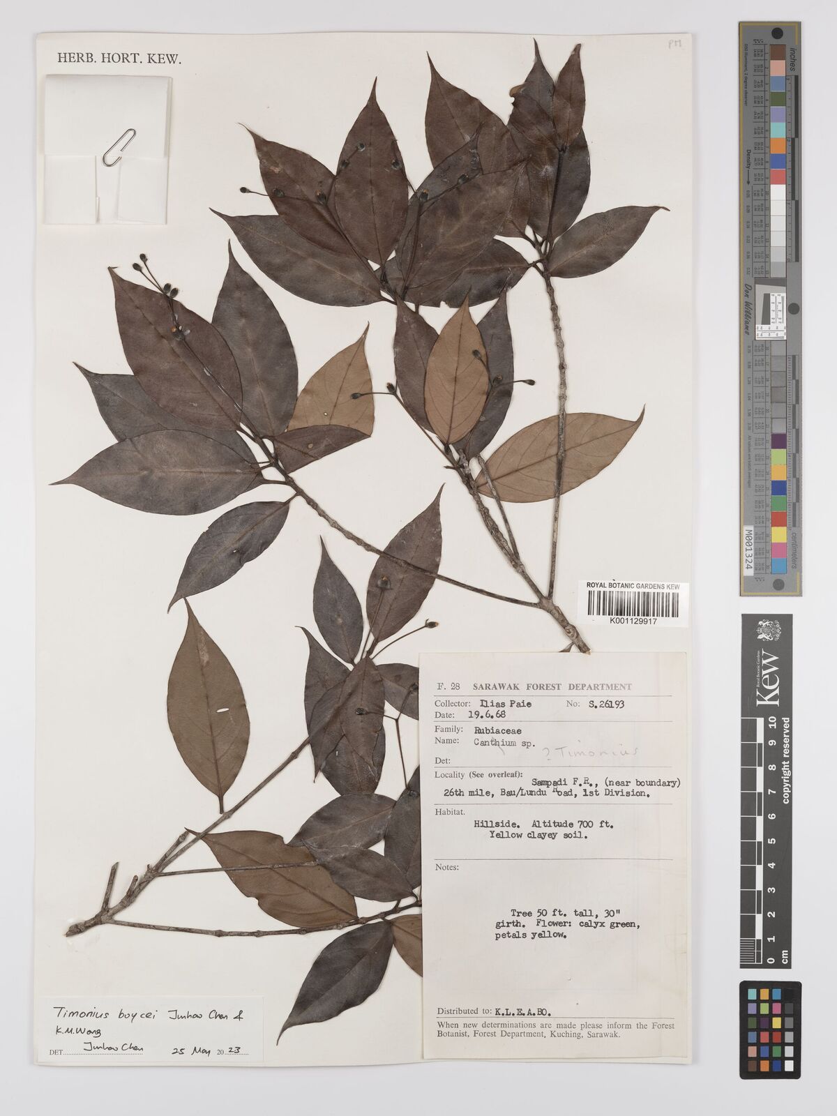 Timonius boycei Junhao Chen & K.M.Wong | Plants of the World Online ...