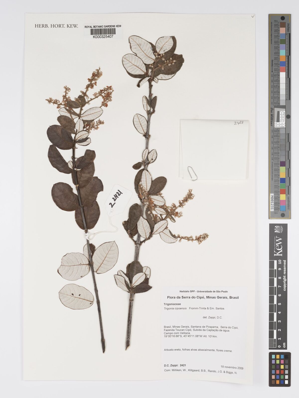 Trigonia cipoensis Fromm & E.Santos | Plants of the World Online | Kew ...