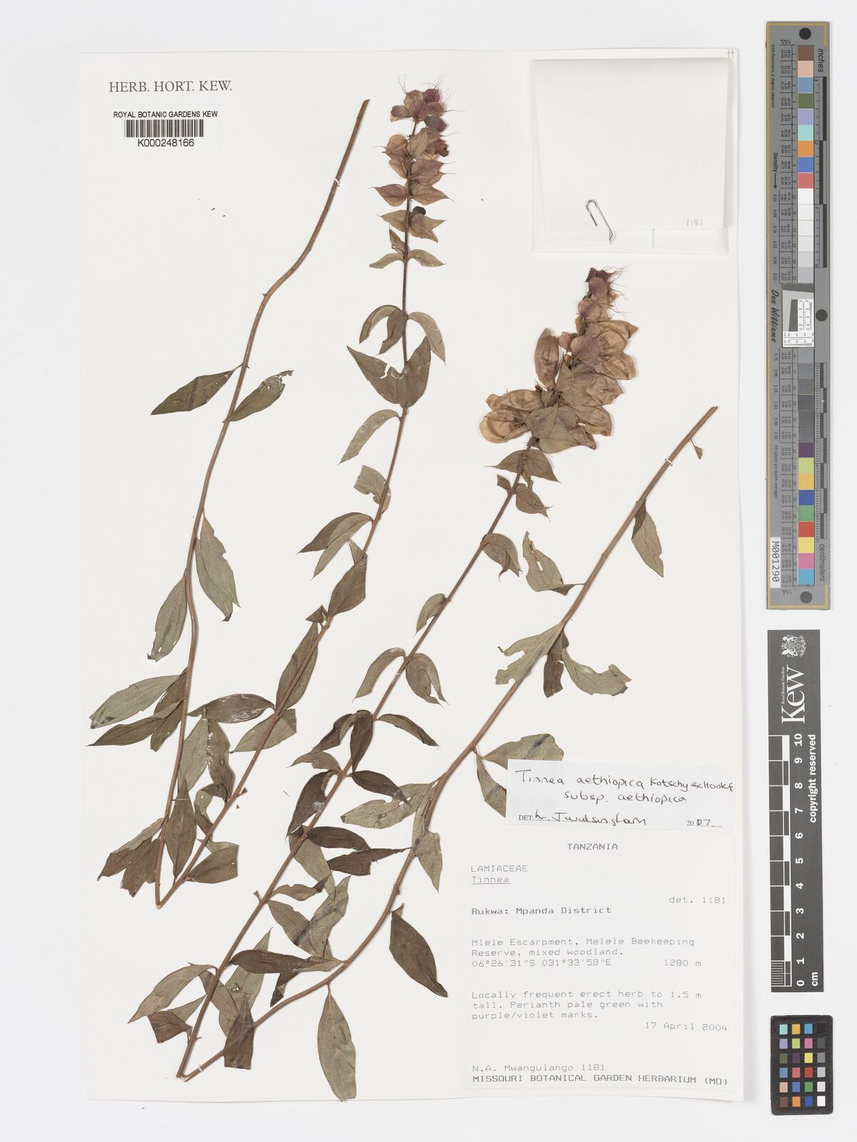 Tinnea aethiopica subsp. aethiopica | Plants of the World Online | Kew ...