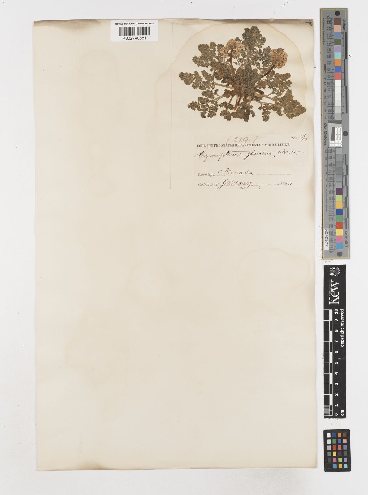 Cymopterus ibapensis M.E.Jones | Plants of the World Online | Kew Science