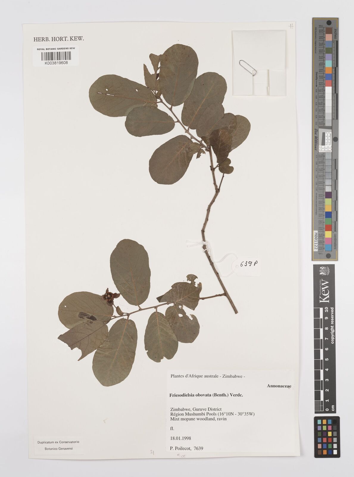 Monanthotaxis obovata (Benth.) P.H.Hoekstra | Plants of the World ...