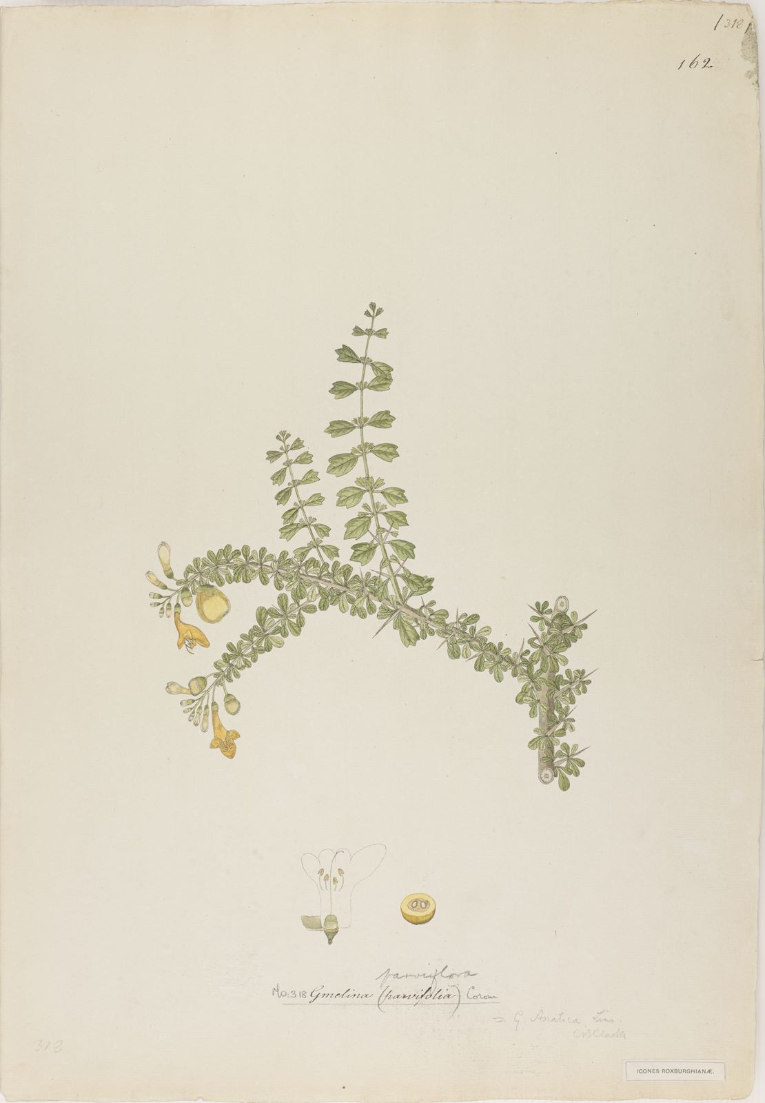 Gmelina asiatica L. | Plants of the World Online | Kew Science