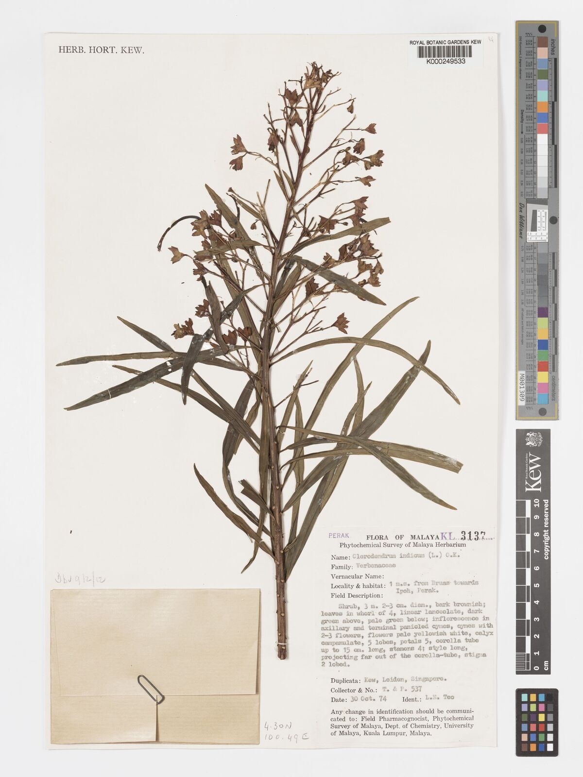 Clerodendrum indicum (L.) Kuntze | Plants of the World Online | Kew Science