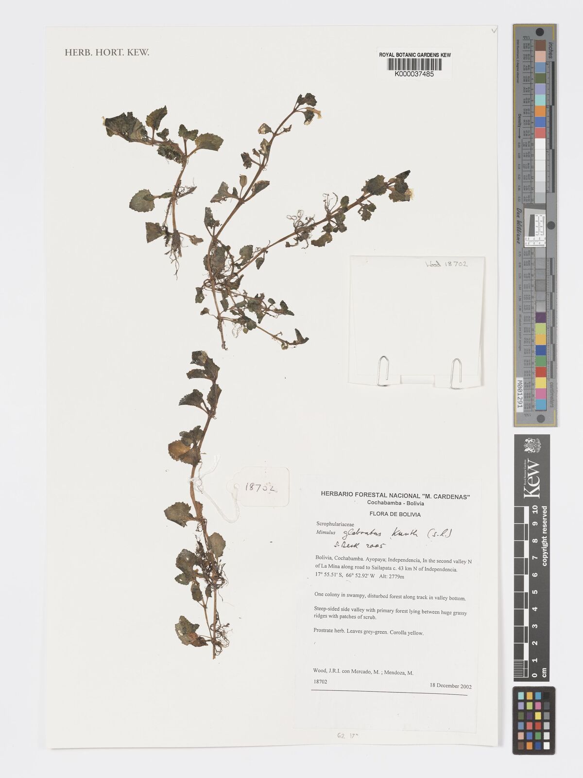 Erythranthe glabrata (Kunth) G.L.Nesom | Plants of the World Online ...