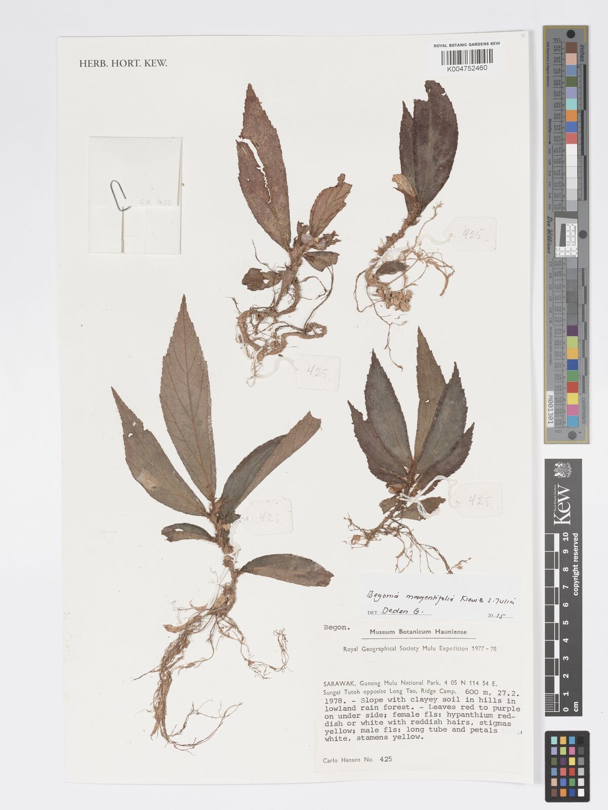 Begonia magentifolia Kiew & S.Julia | Plants of the World Online | Kew ...