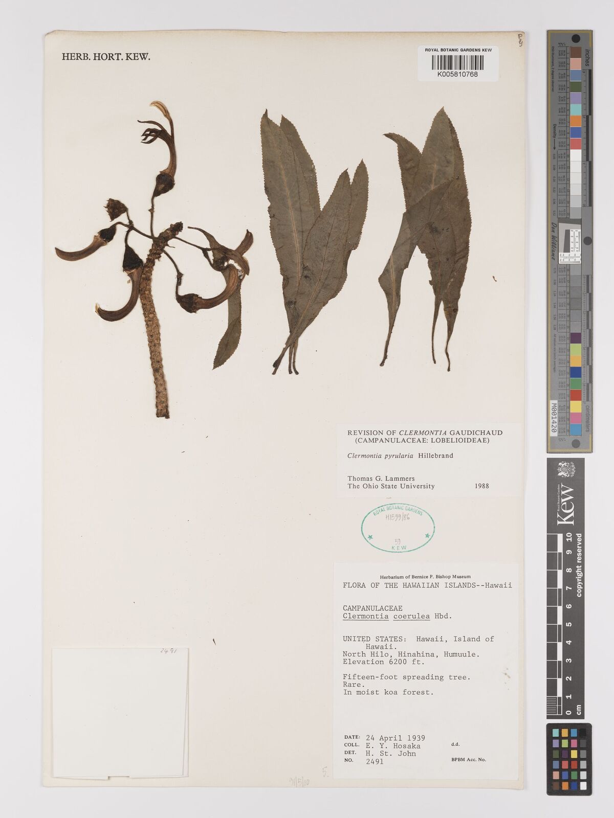 Clermontia pyrularia Hillebr. | Plants of the World Online | Kew Science