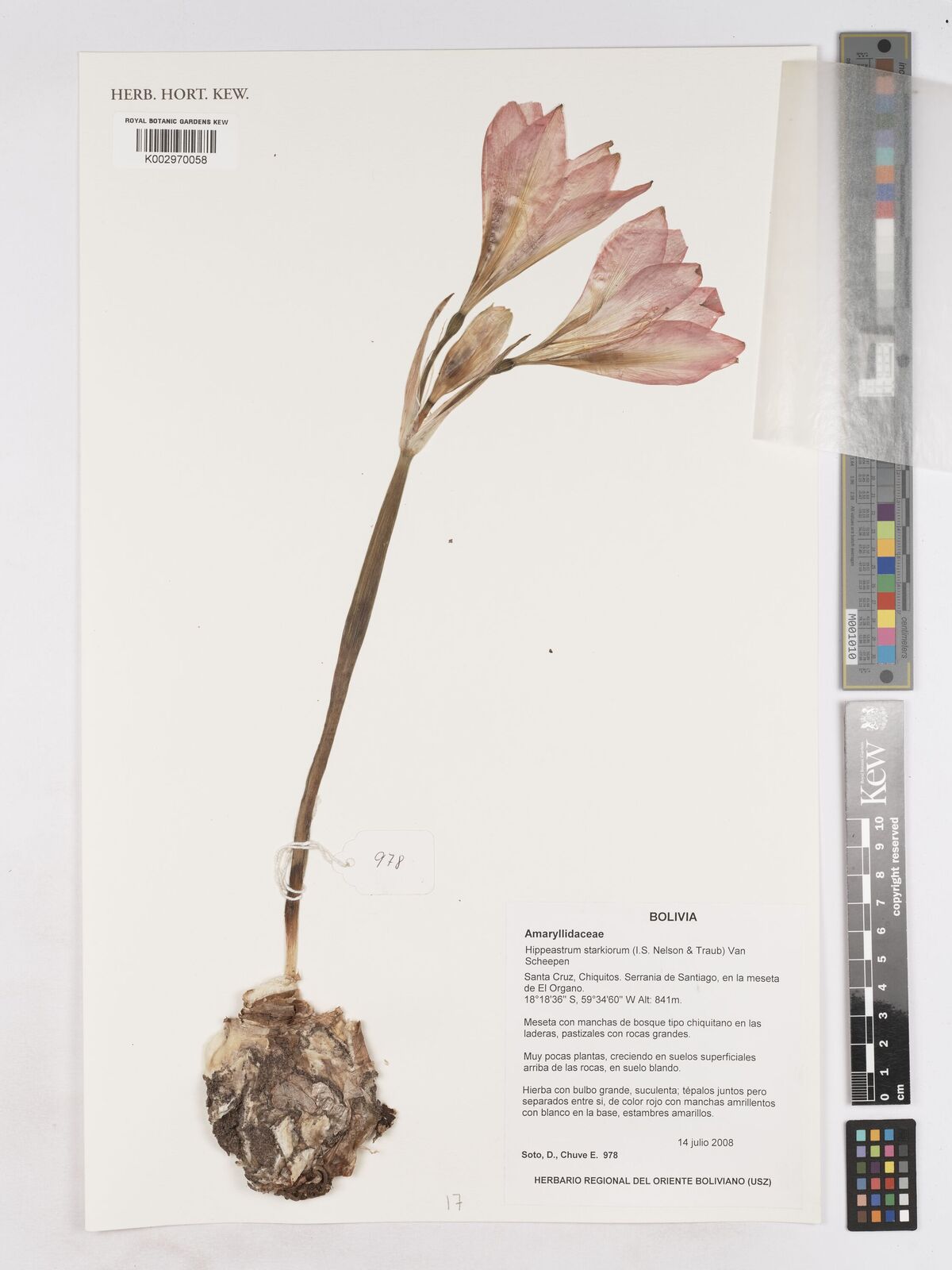 Hippeastrum starkiorum (I.S.Nelson & Traub) Van Scheepen | Plants of ...