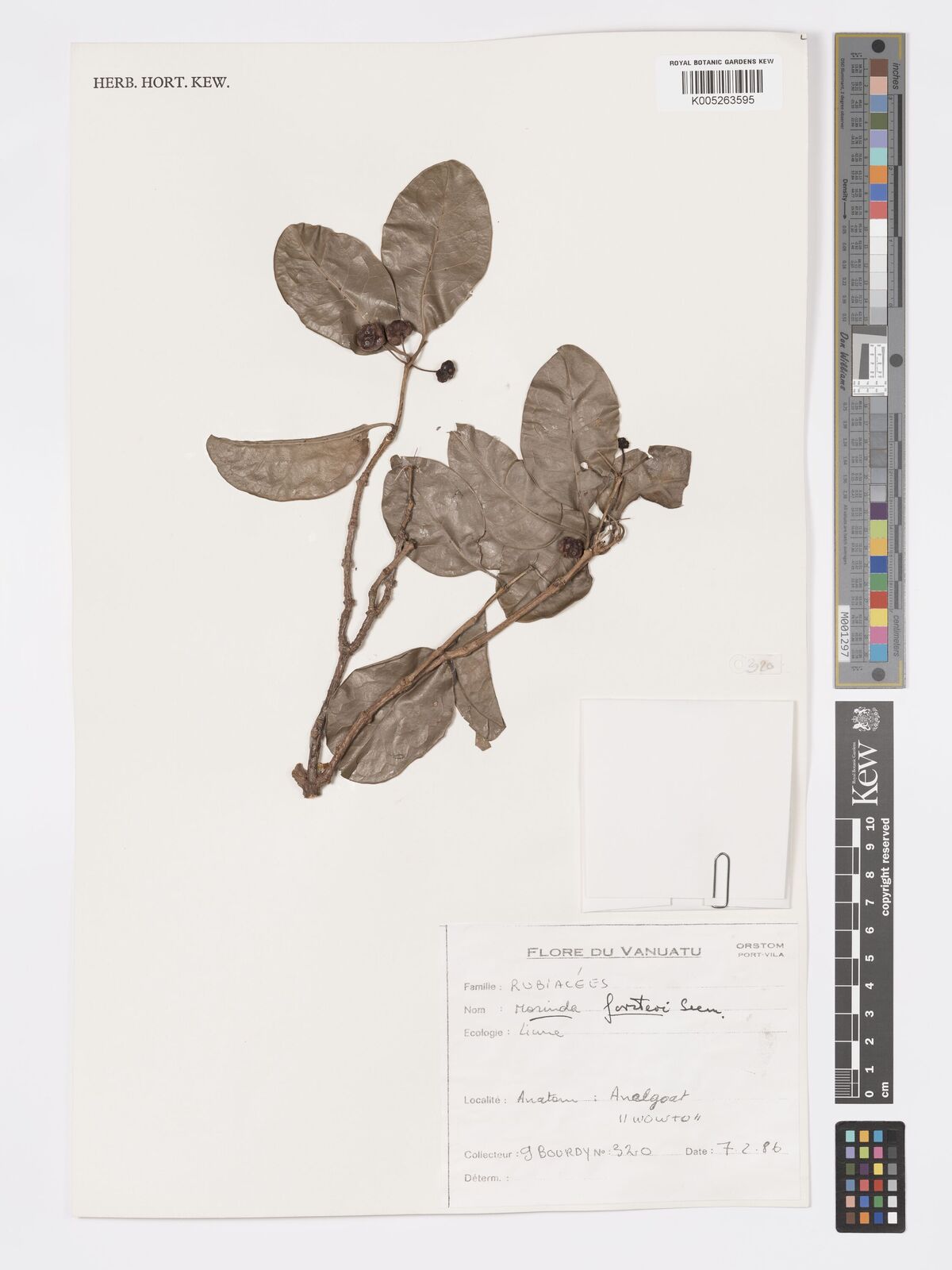 Gynochthodes myrtifolia (A.Gray) Razafim. & B.Bremer | Plants of the ...