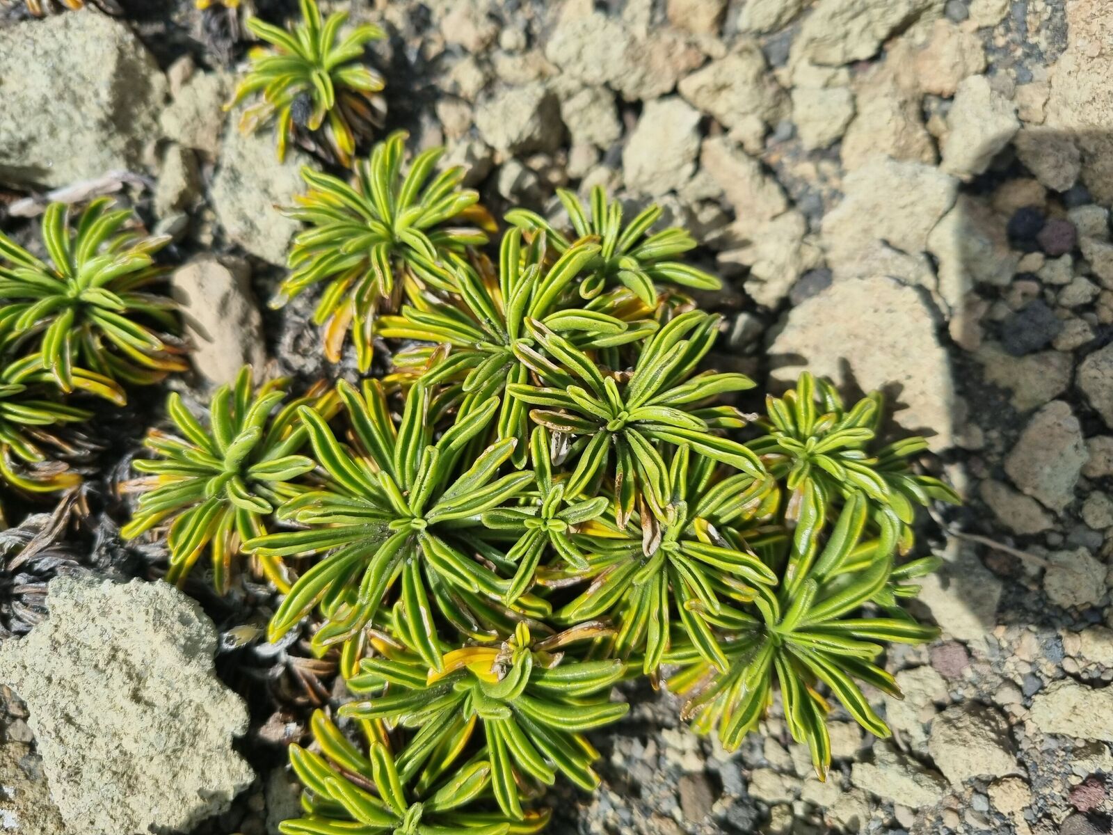 Gamocarpha alpina subsp. alpina | Plants of the World Online | Kew Science