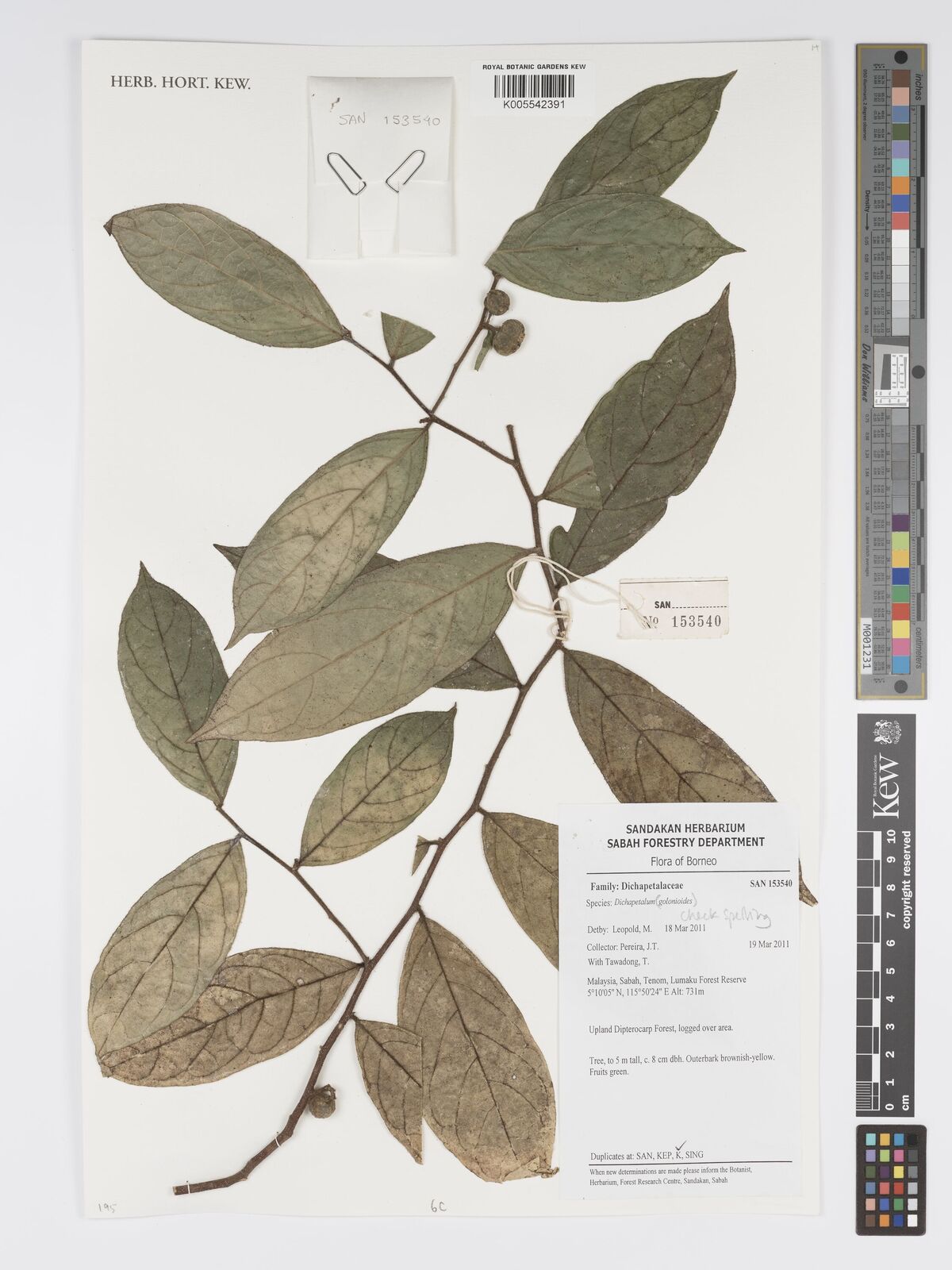 Dichapetalum gelonioides subsp. pilosum Leenh. | Plants of the World ...